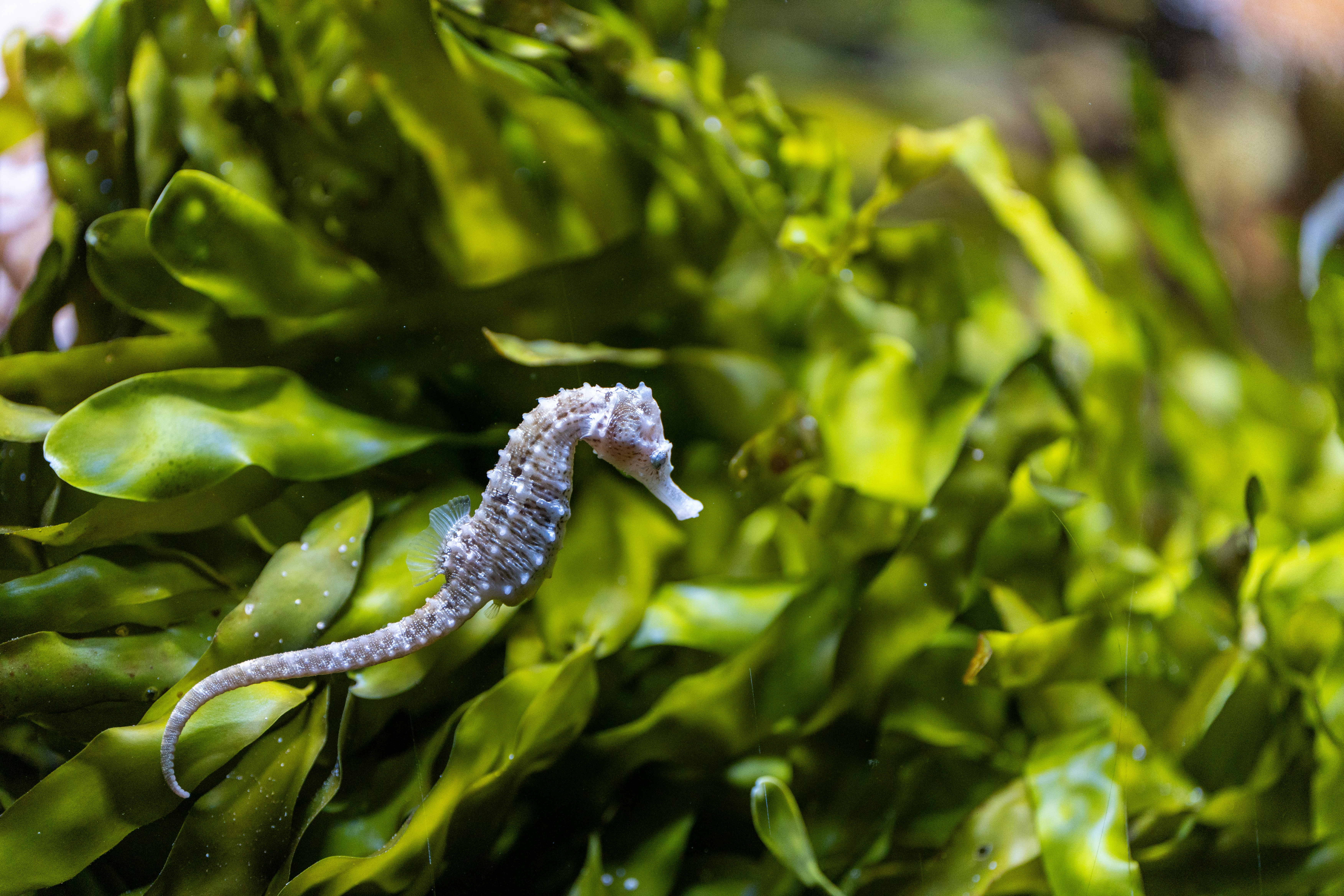 Emerald Tangle: A Seahorse's Quiet Glide