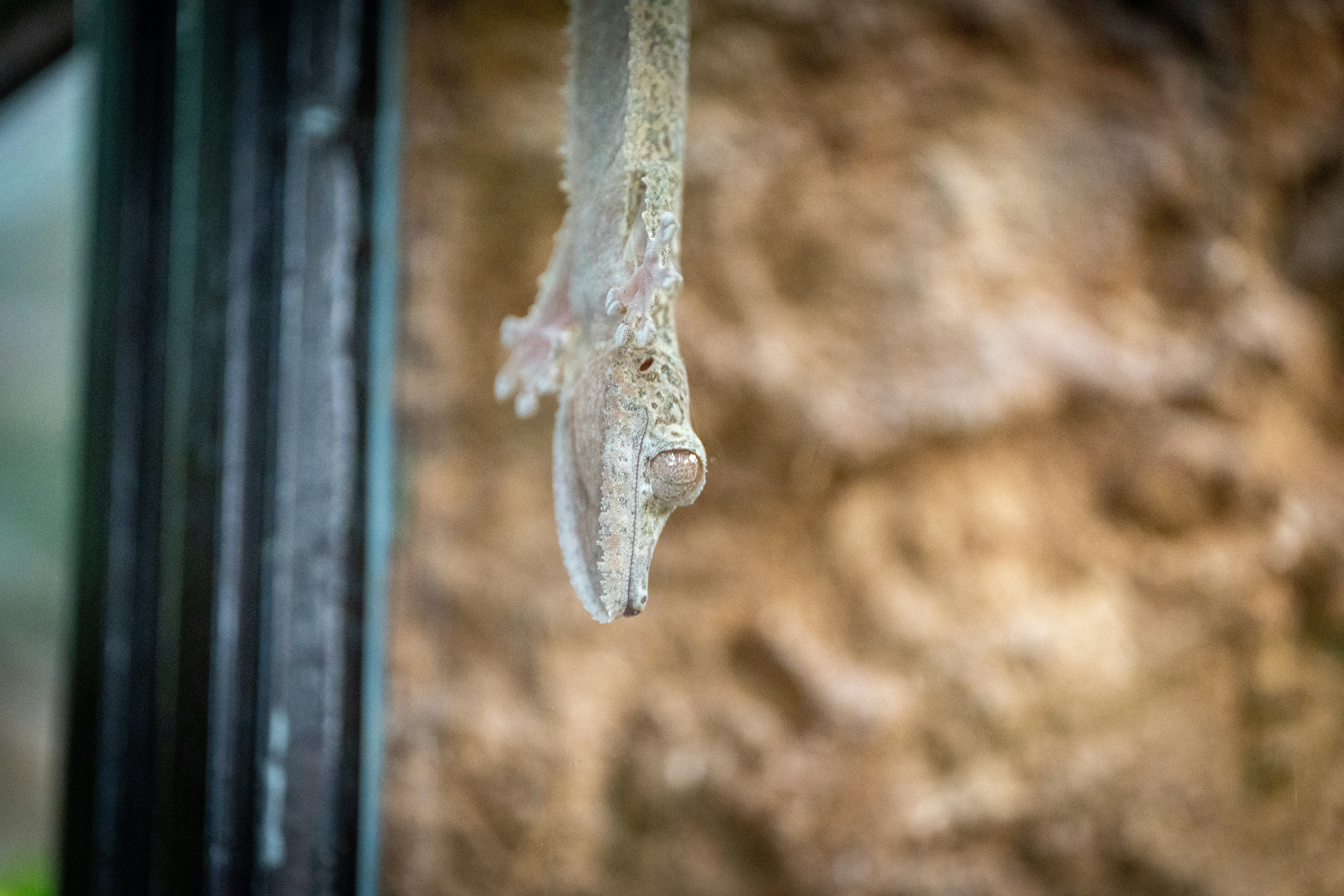 A gecko is hanging from something.