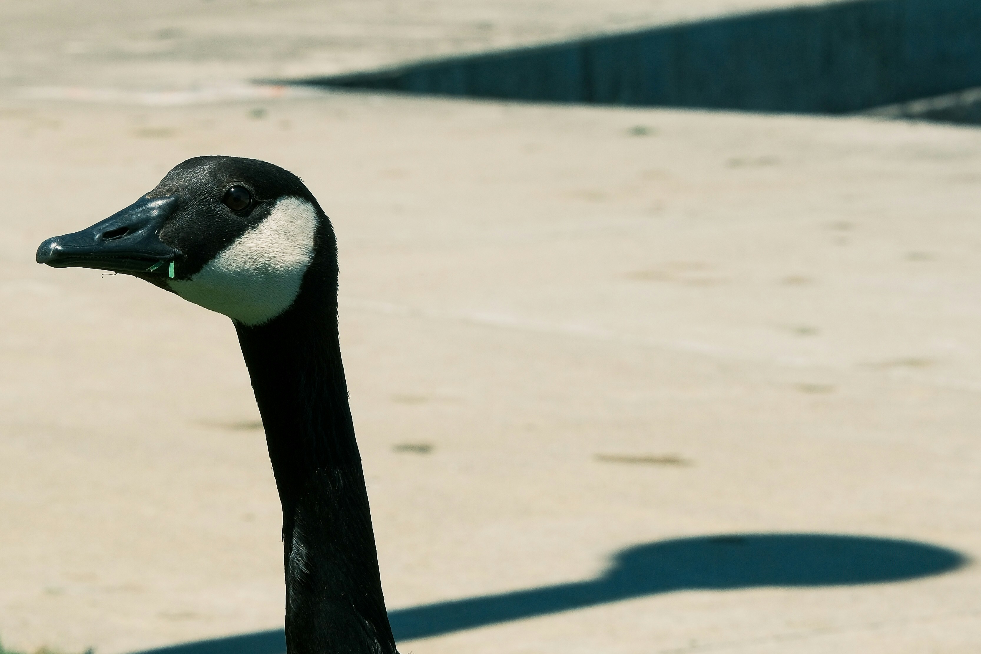 Poolside Gaze: A Black-Necked Waterfowl in Sunlit Stillness