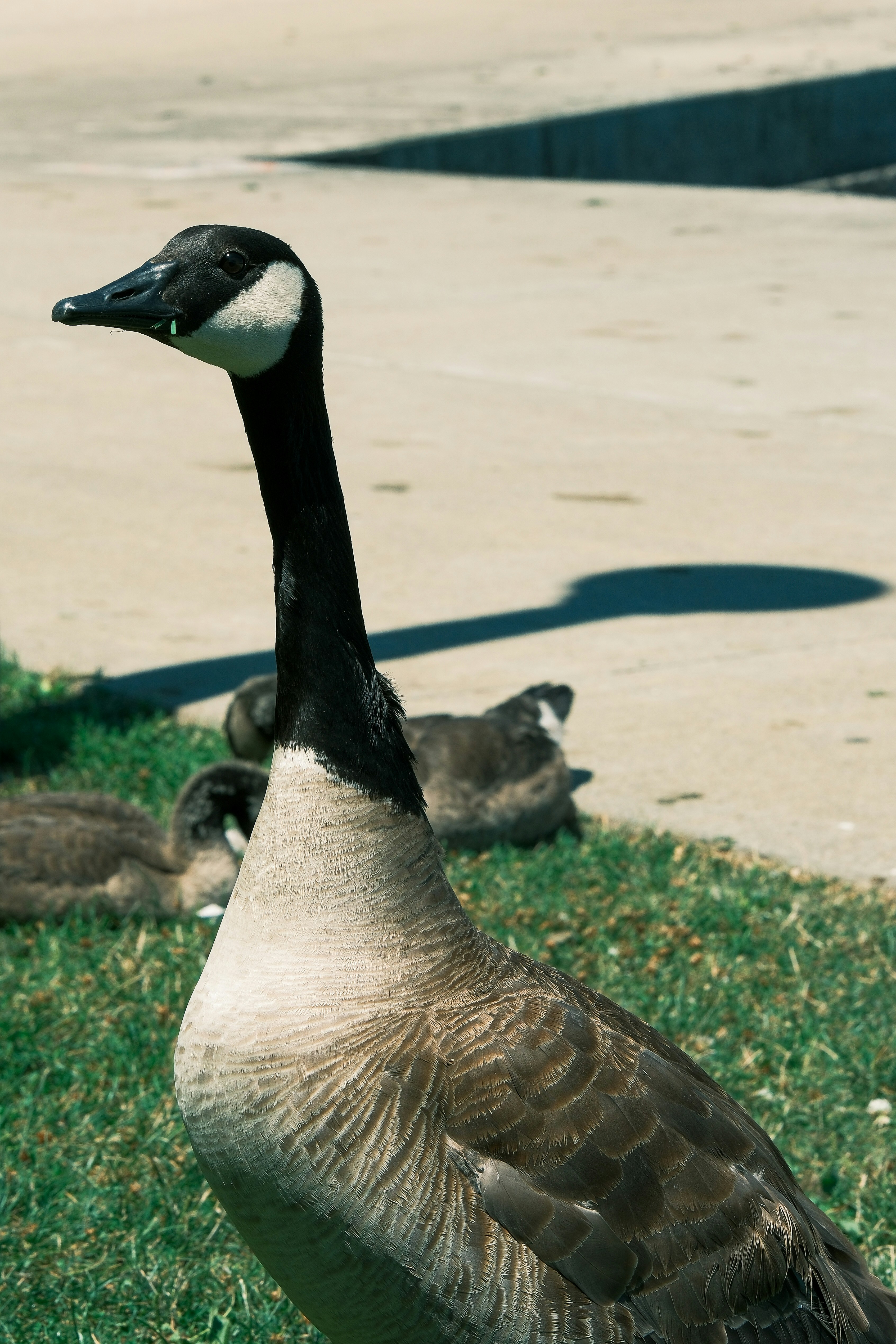 A goose stands proudly on the grass. photo – Free Architecture Image on ...
