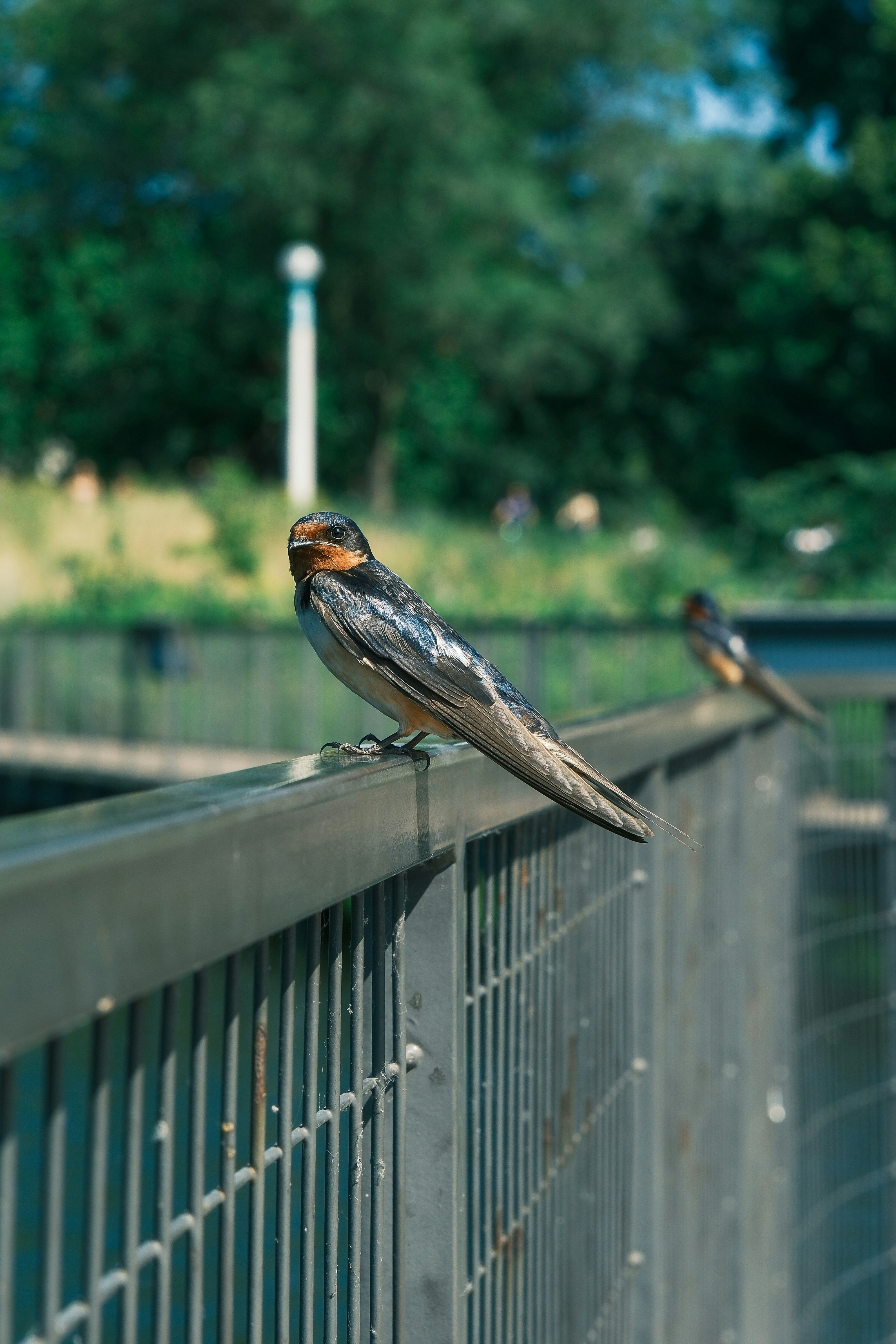 Edge-rail Encounter: A Swallow Pauses in Park Light