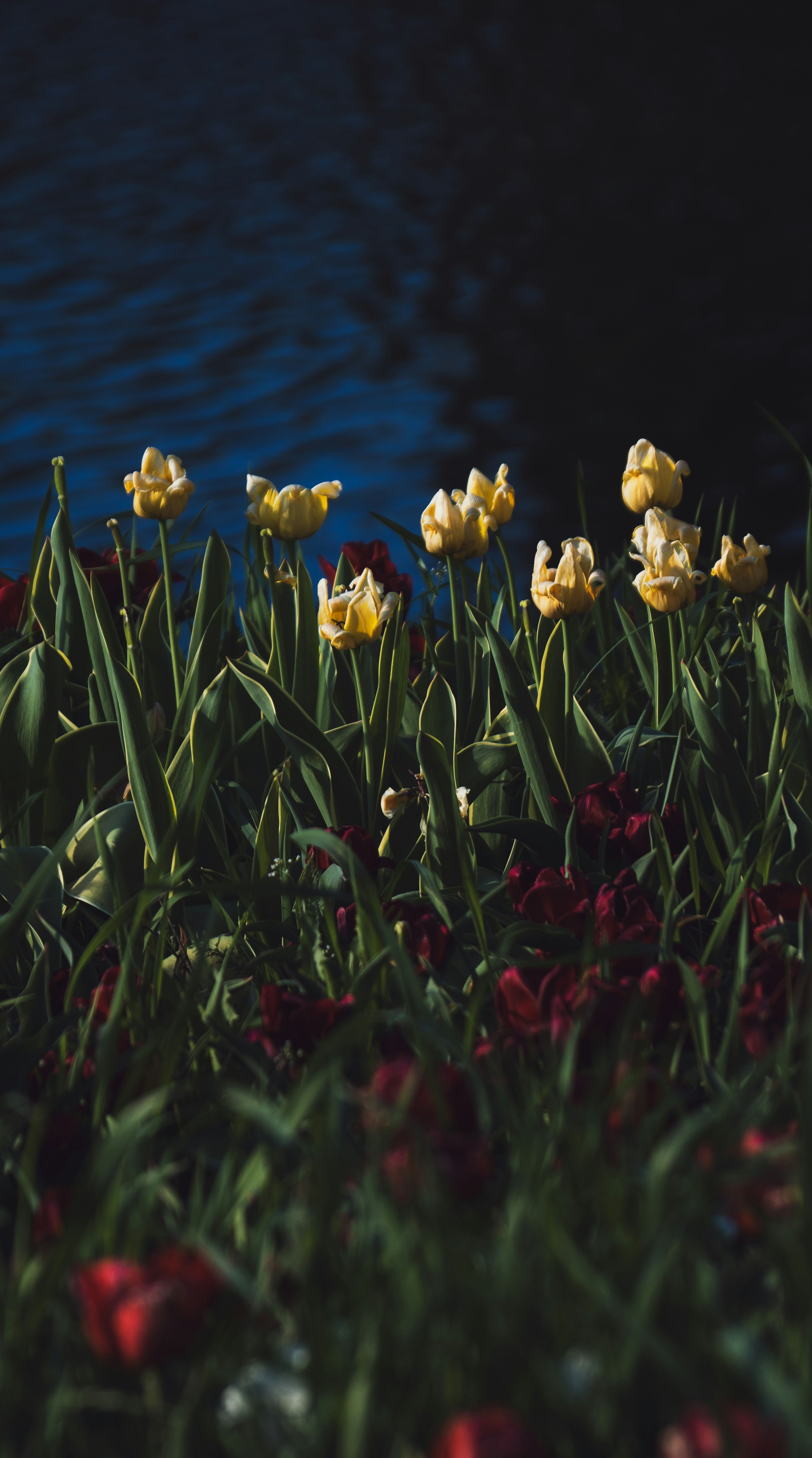 Golden Tulips at the Water's Edge Against Indigo Evening