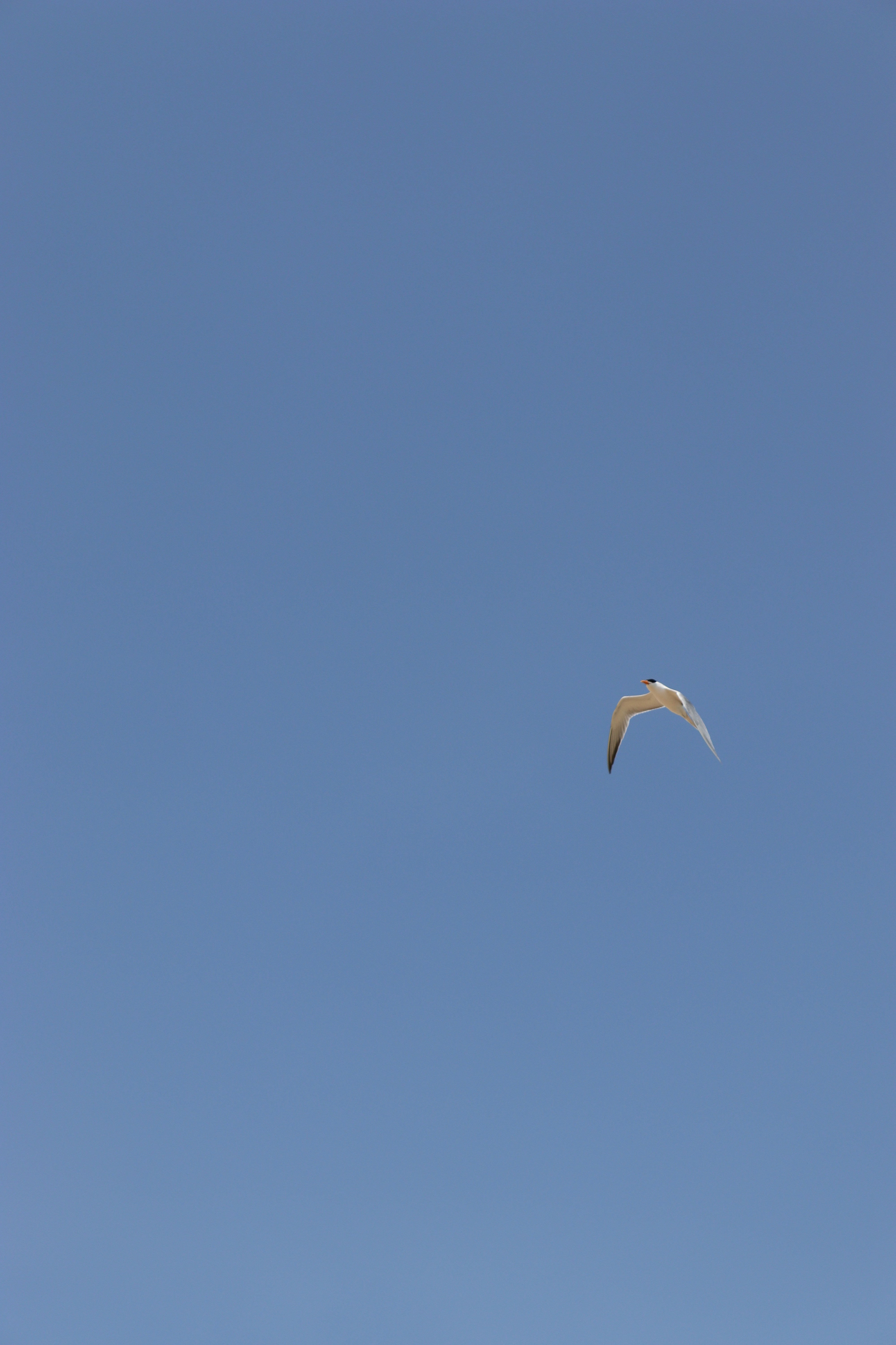 Soaring Elegance: A Bird's Flight Against the Sky
