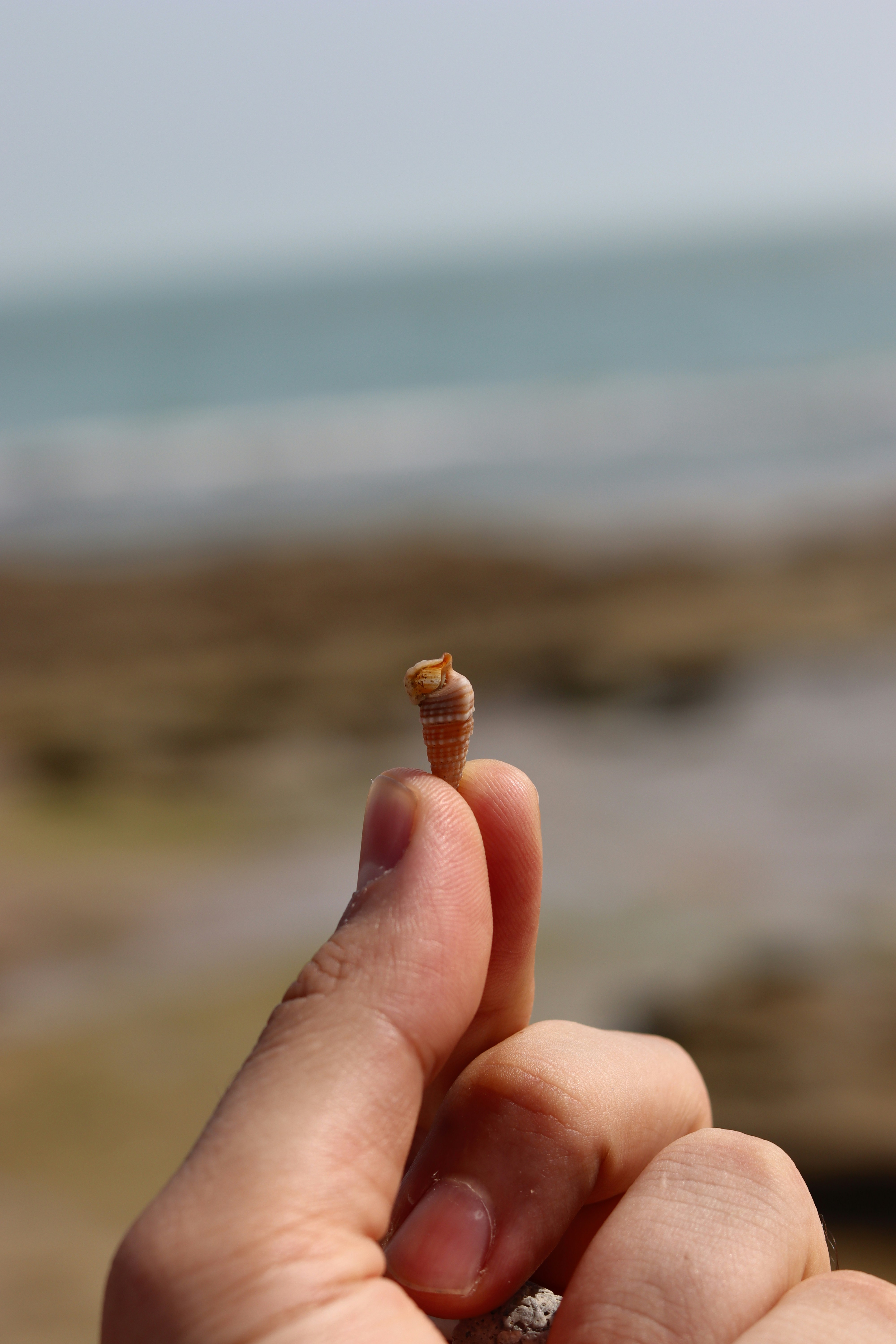 A Shell's Story: Nature's Miniature Treasure