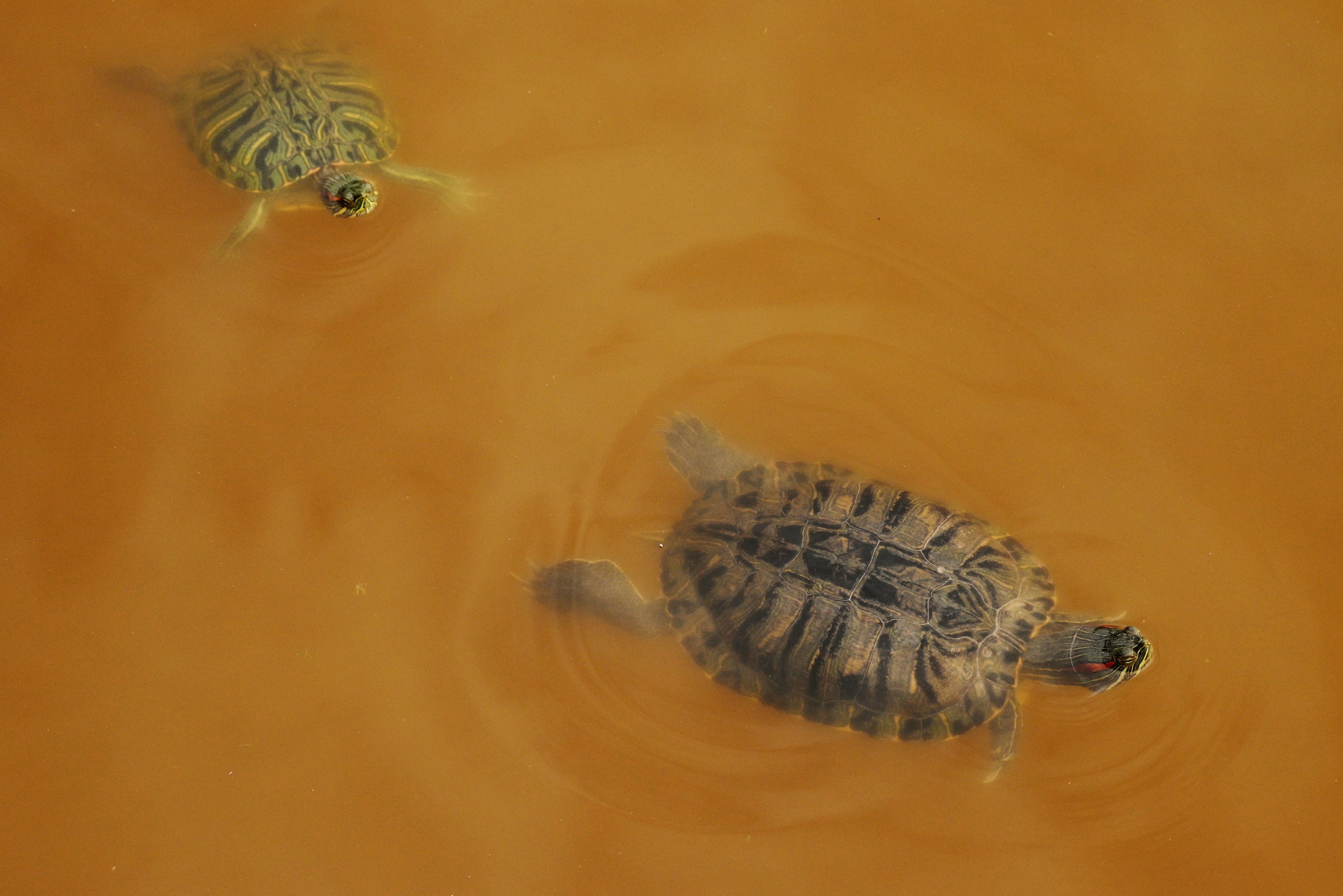 Underwater Companions: Turtles in Harmony