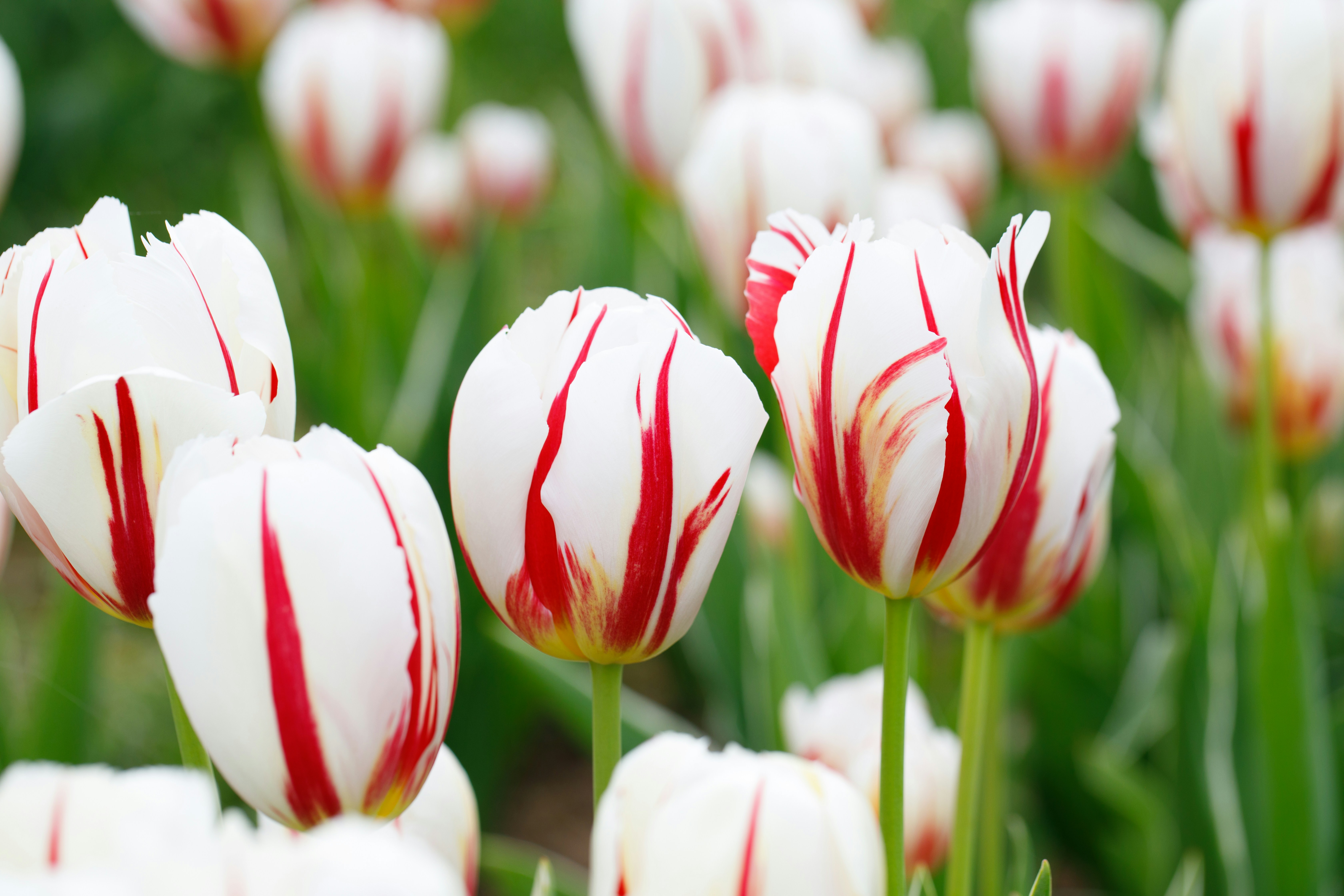 Crimson Veins Among White Tulips: a Close-Up in Spring's Quiet Green
