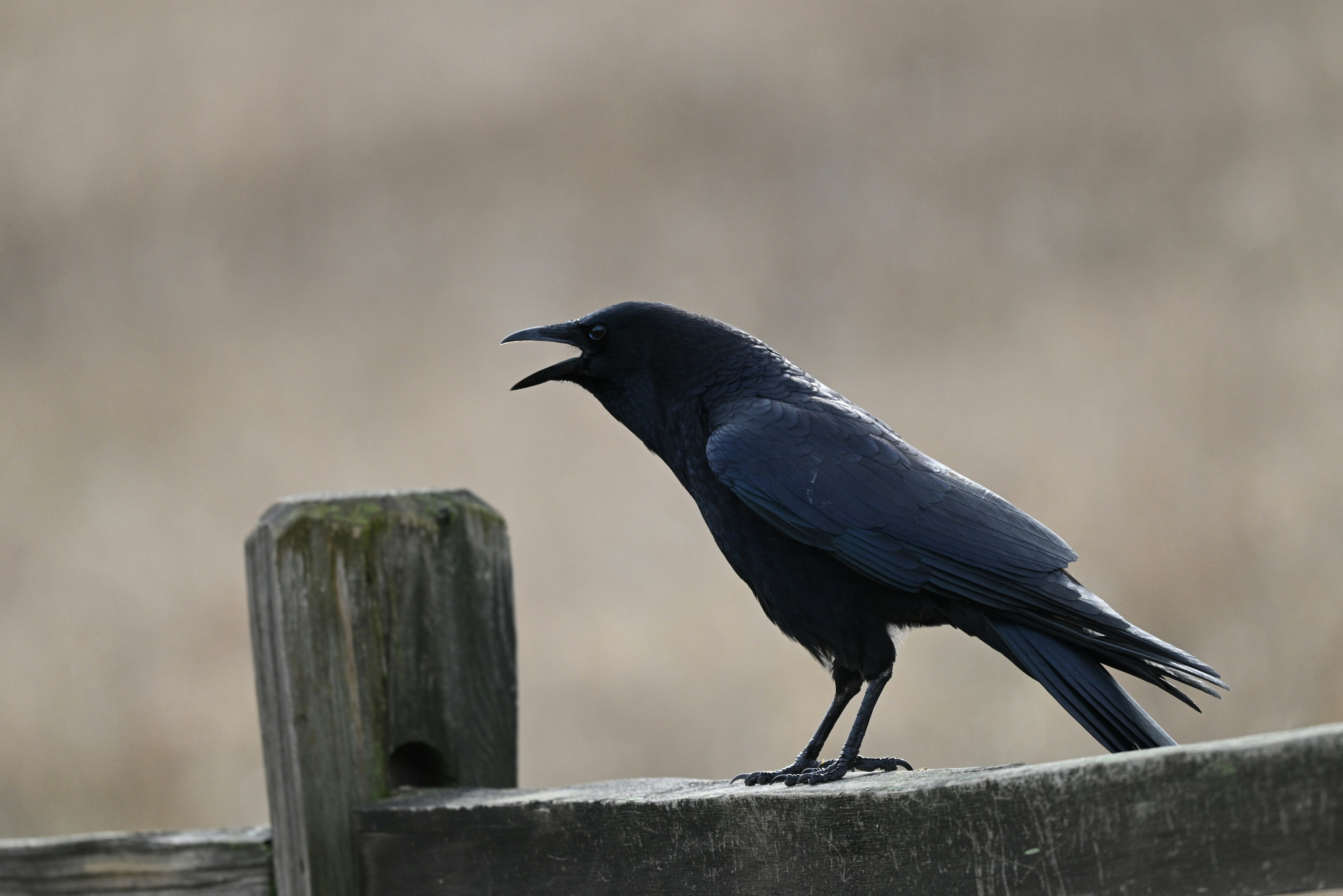 A crow perches on a fence, cawing. photo – Free Crow Image on Unsplash