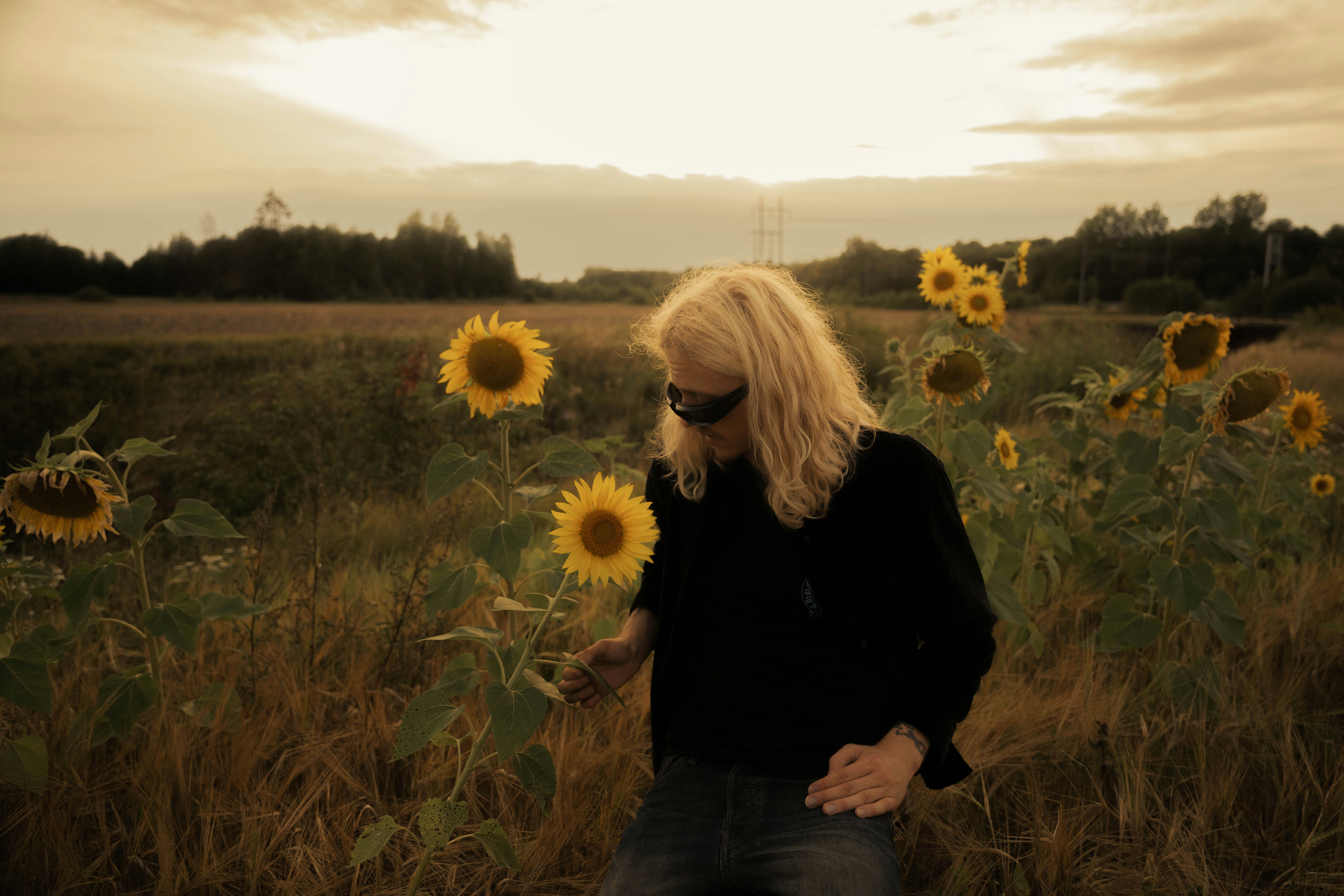 Sunlit Field Portrait: A Quiet Moment Amid Sunflowers