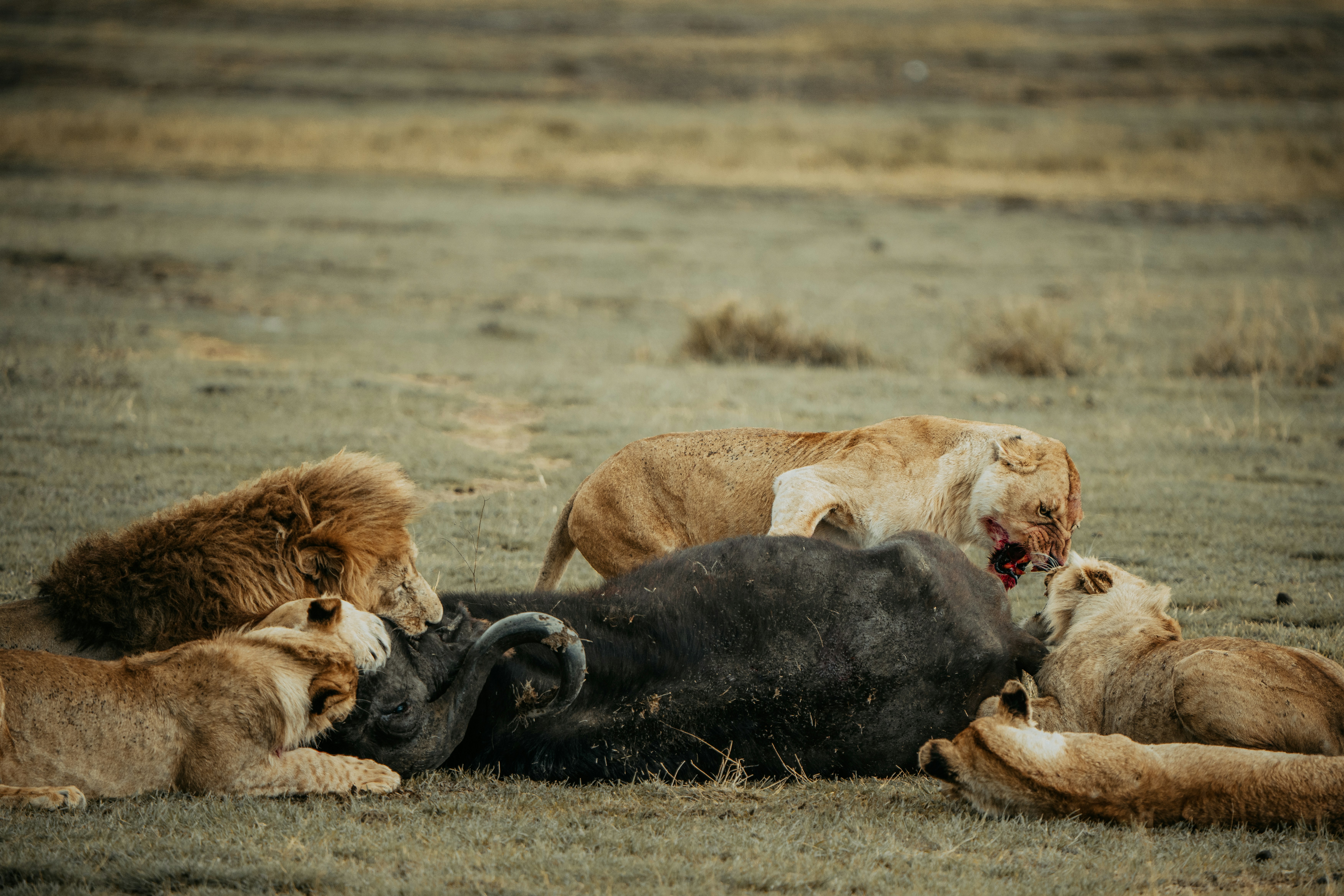 Lions feasting on a buffalo in the savanna. photo – Free Travel Image ...