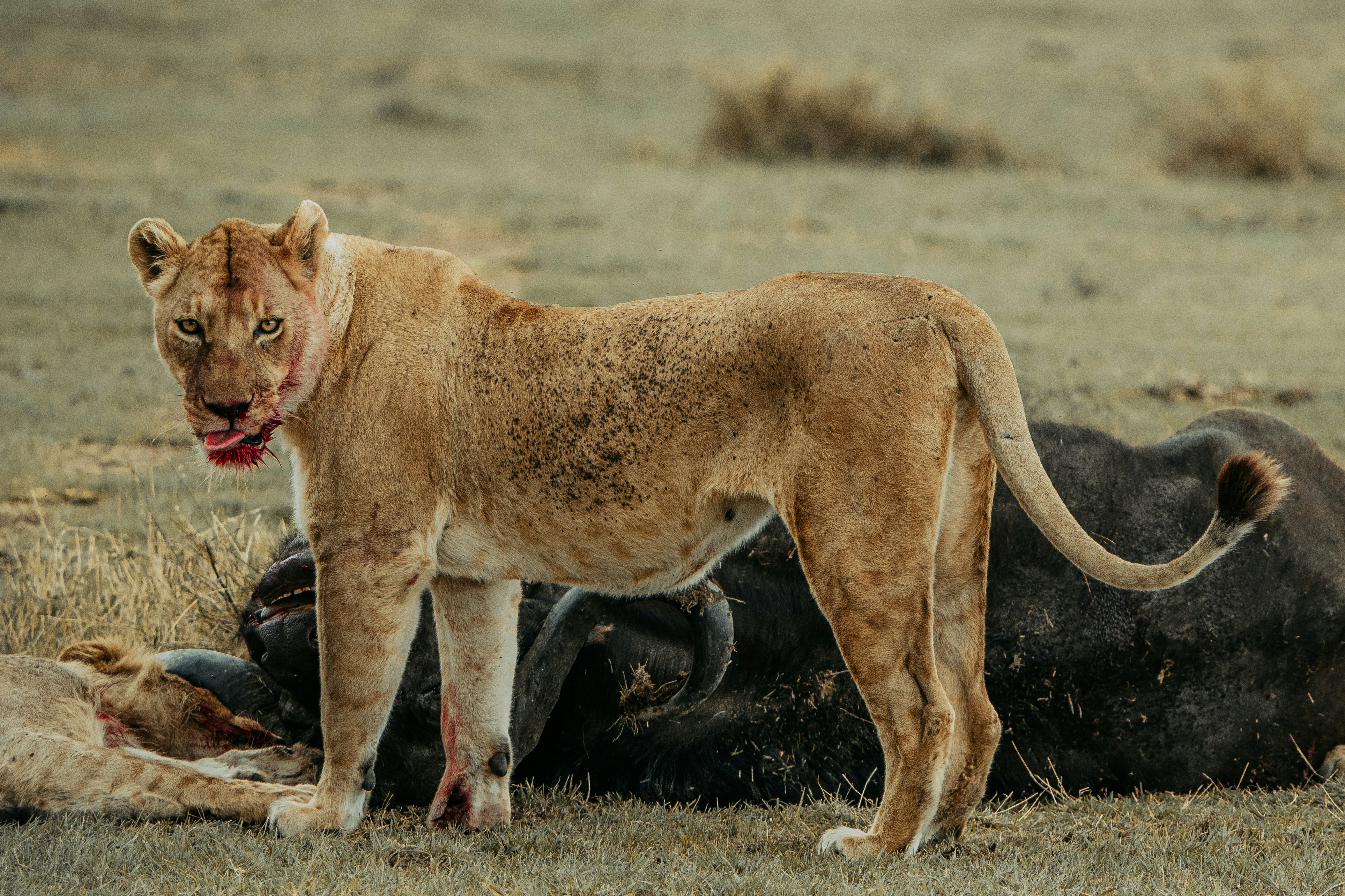 Lioness Pauses Over Carcass on a Dusty Savannah