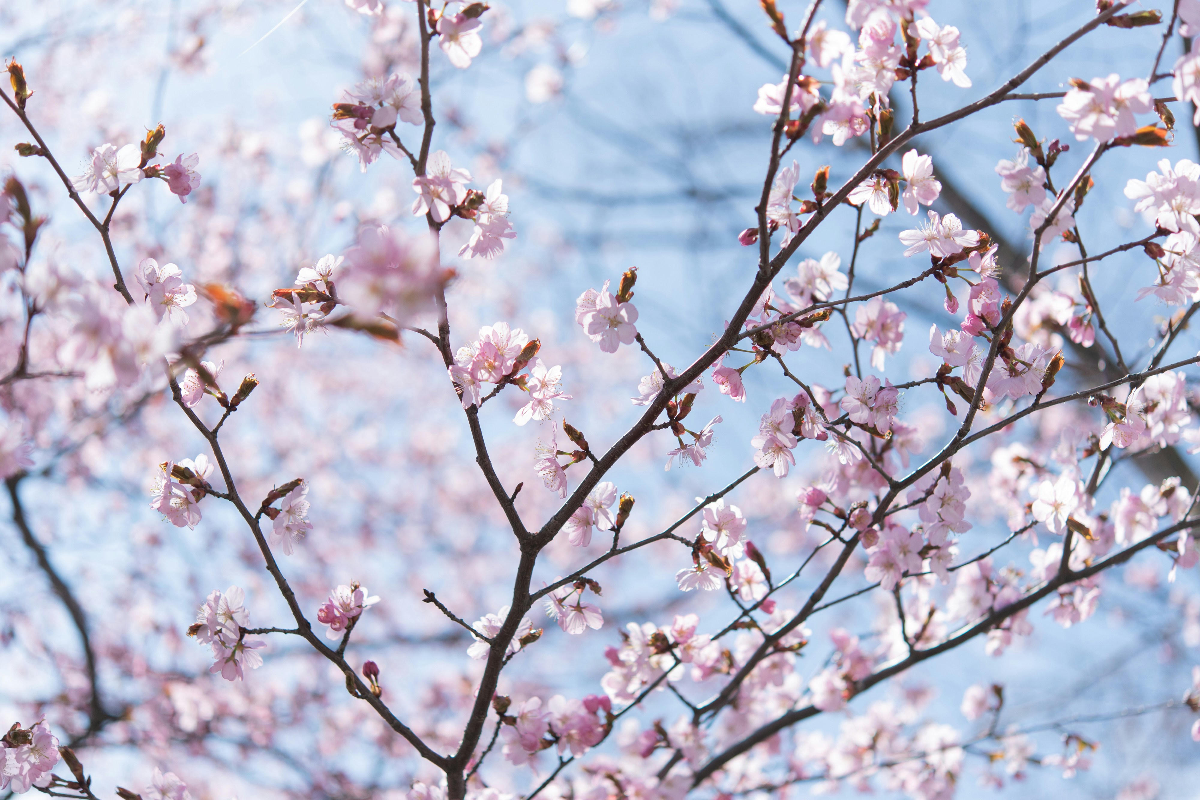 Cherry blossoms bloom in a beautiful spring scene. photo – Free ...