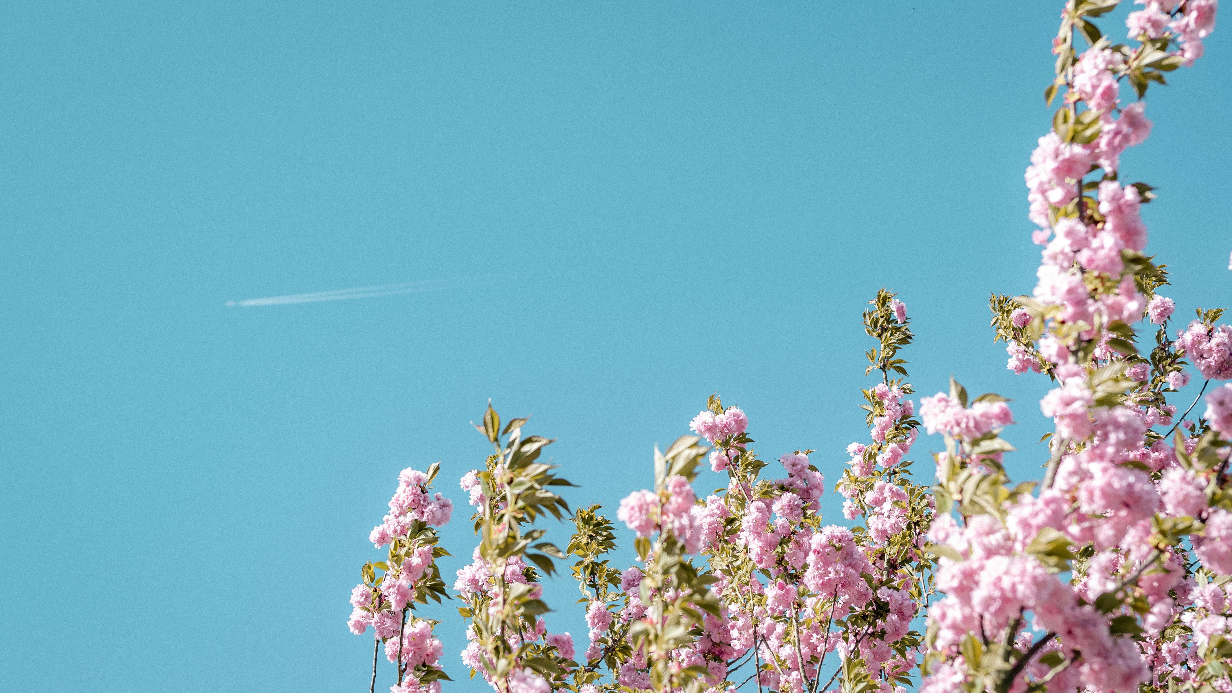 Edge Bloom: Pink Blossoms Framed by a Cerulean Sky