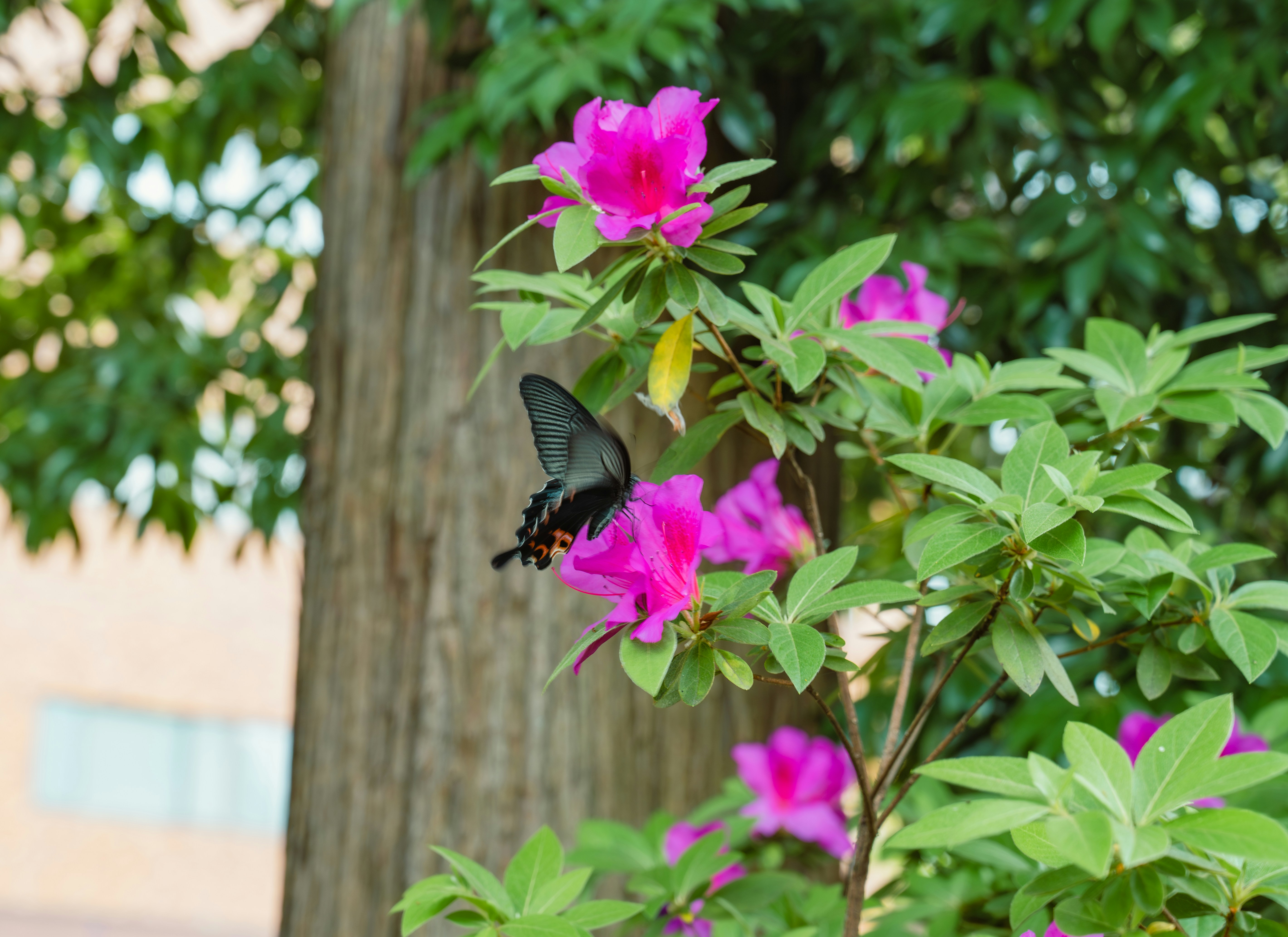 Butterfly's Quiet Dance Among Pink Azaleas