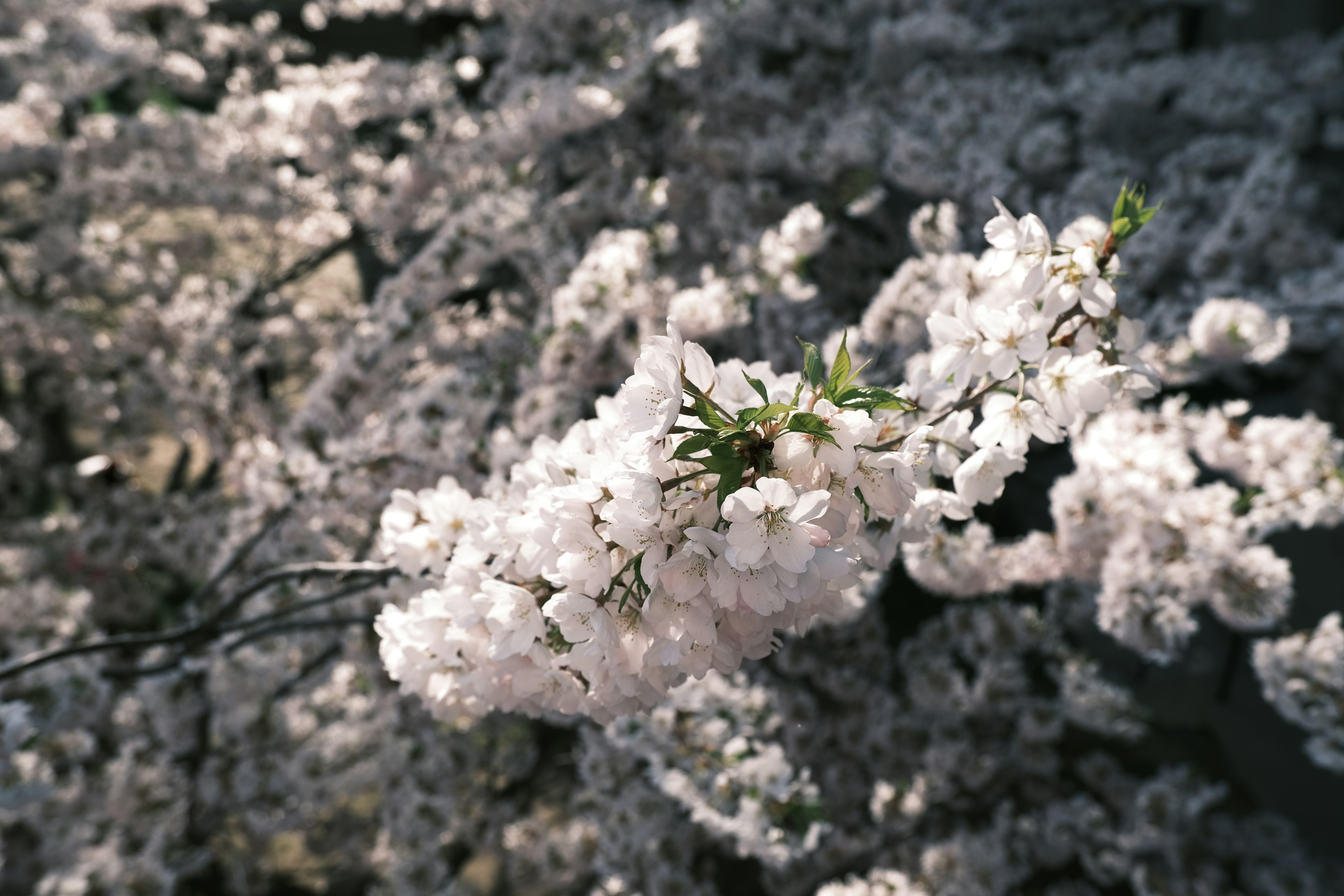 Photo by Eva Yang with Fujifilm X-T30 II