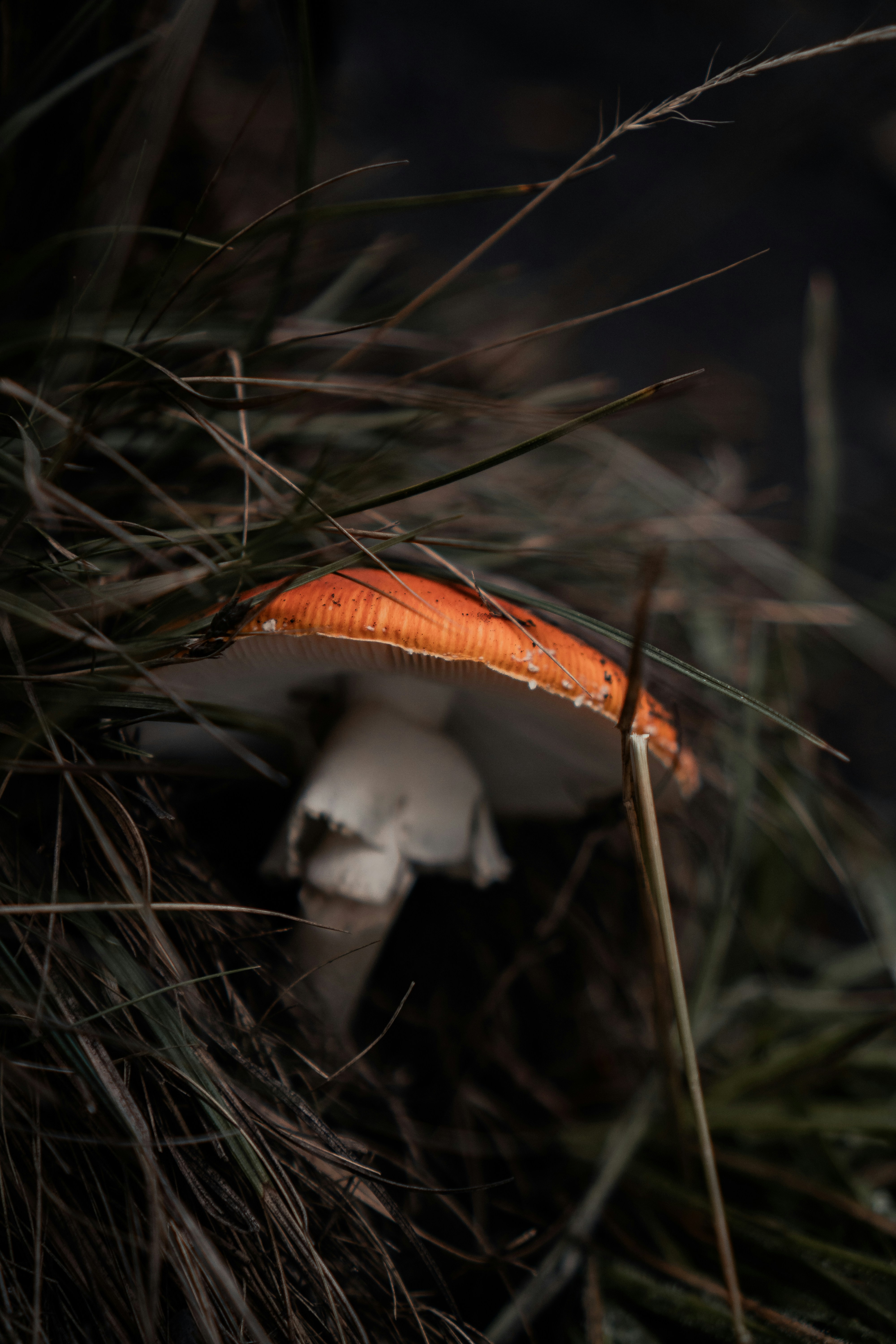 The Flame Cap Emerges Through Shadowed Pine Needle Tangle