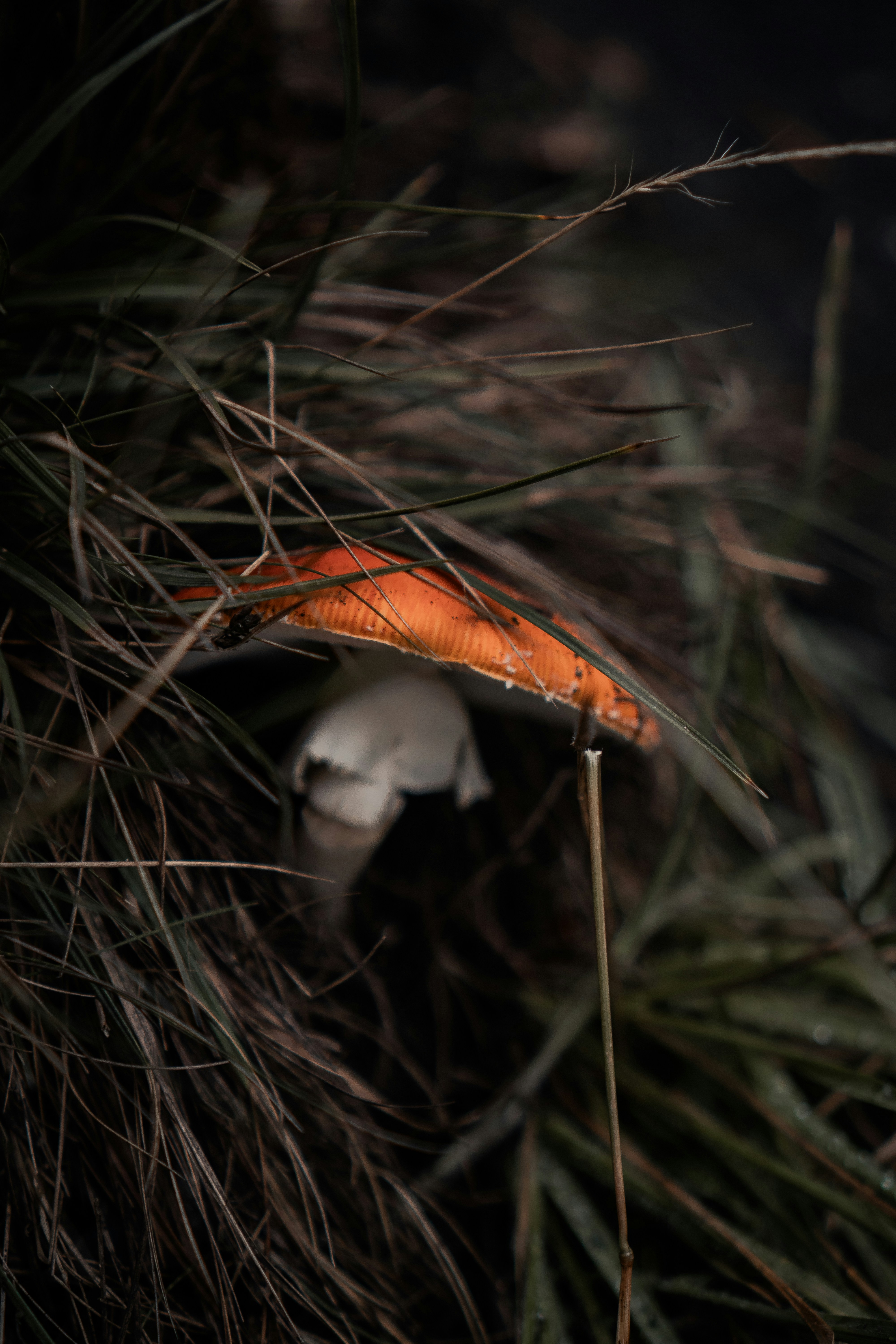 Orange Cap in a Needle-Nest: A Micro Forest Portrait