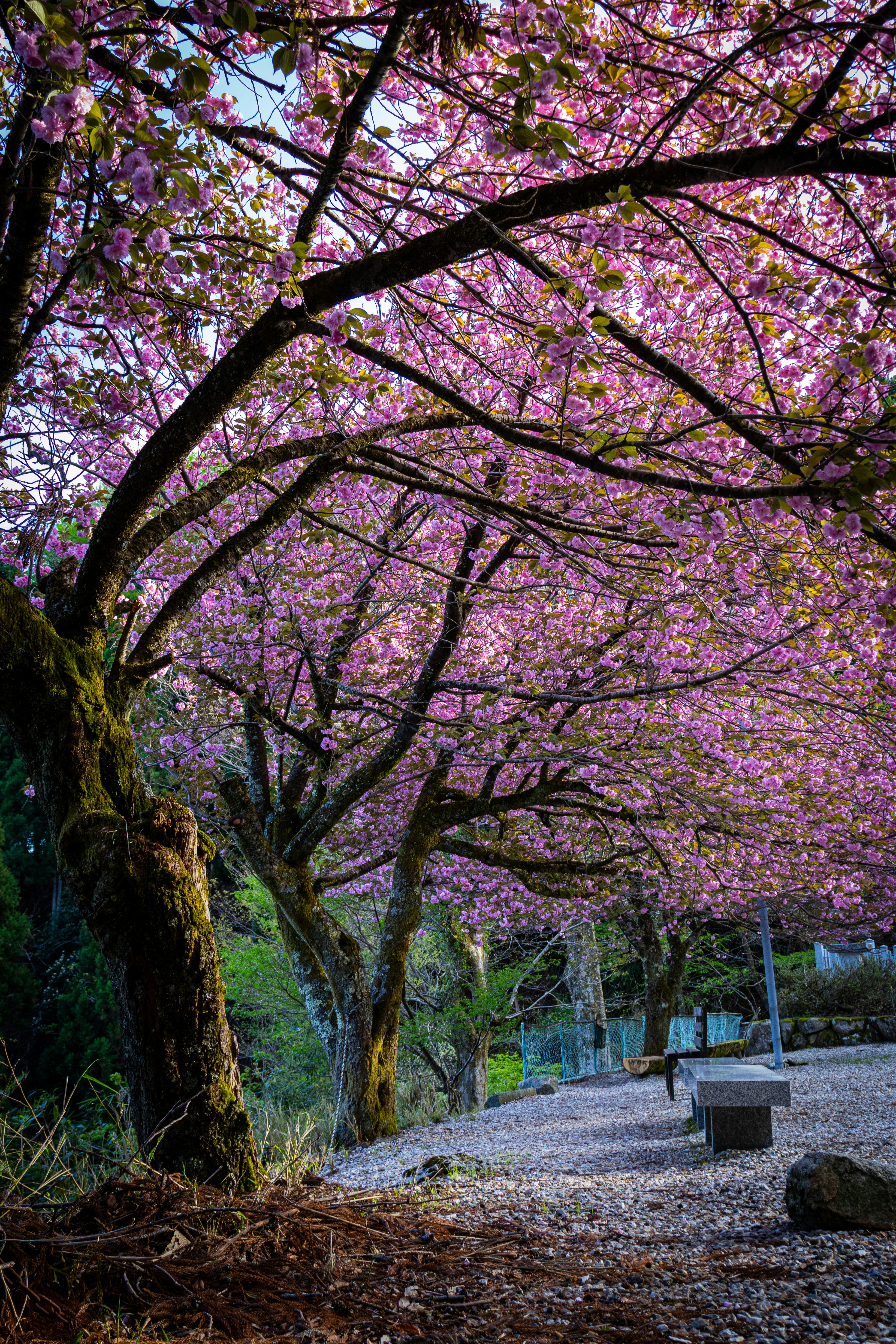 Photo by Rafael Otaki with Canon EOS 250D