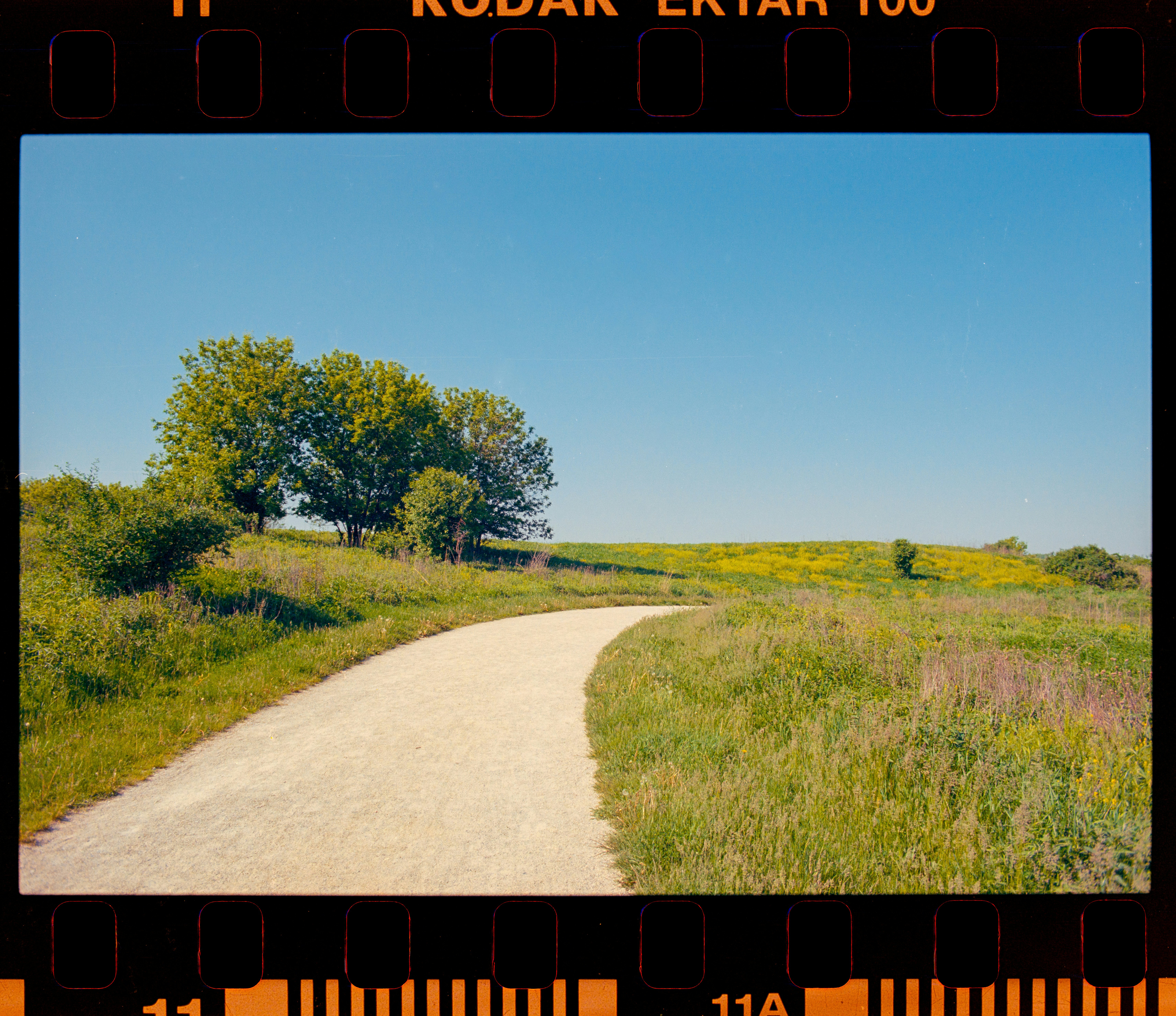 Meadow Lane: A Curving Path Toward a Treeline