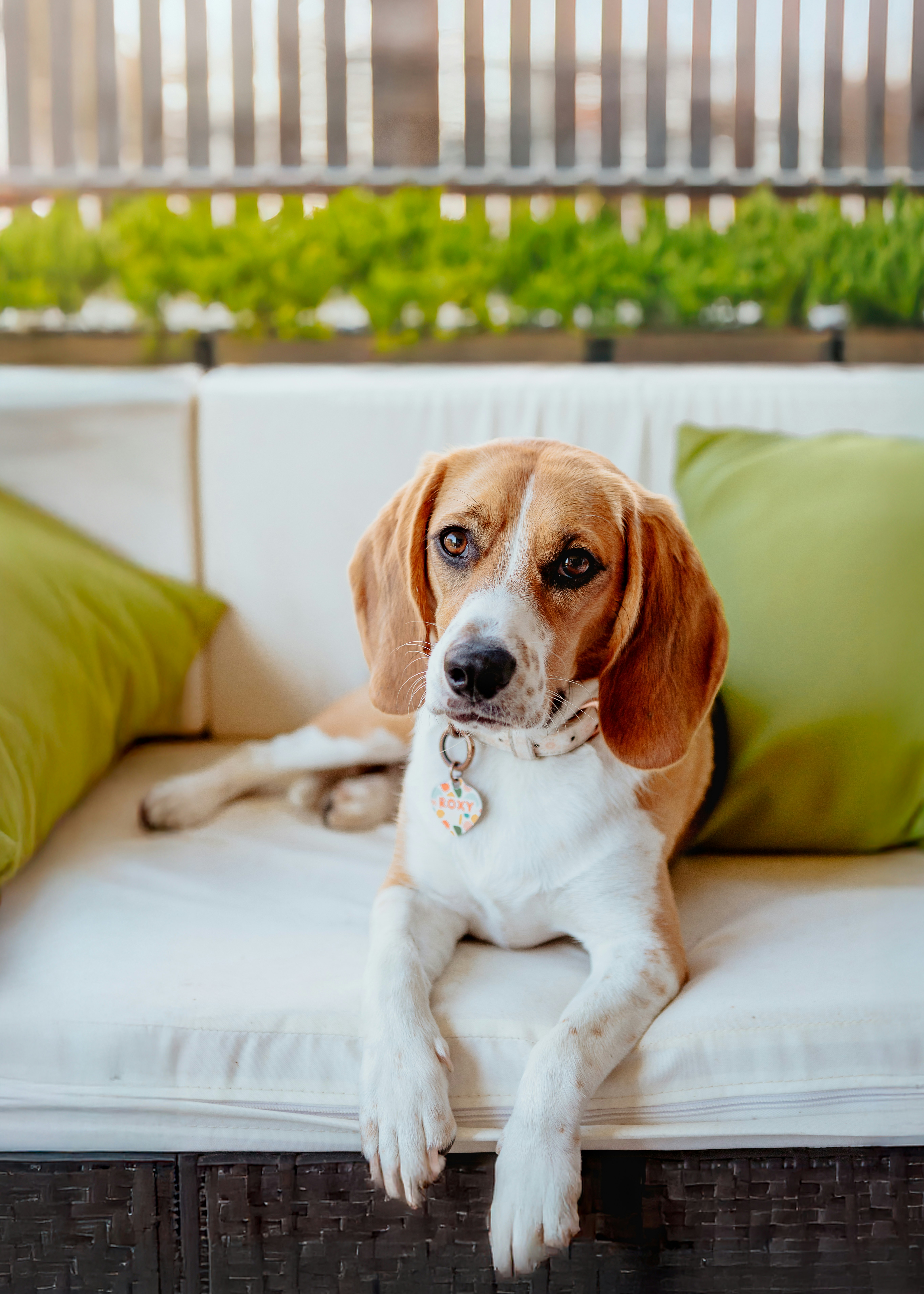 Curious Beagle on a Sunlit Outdoor Sofa with Jade Cushions