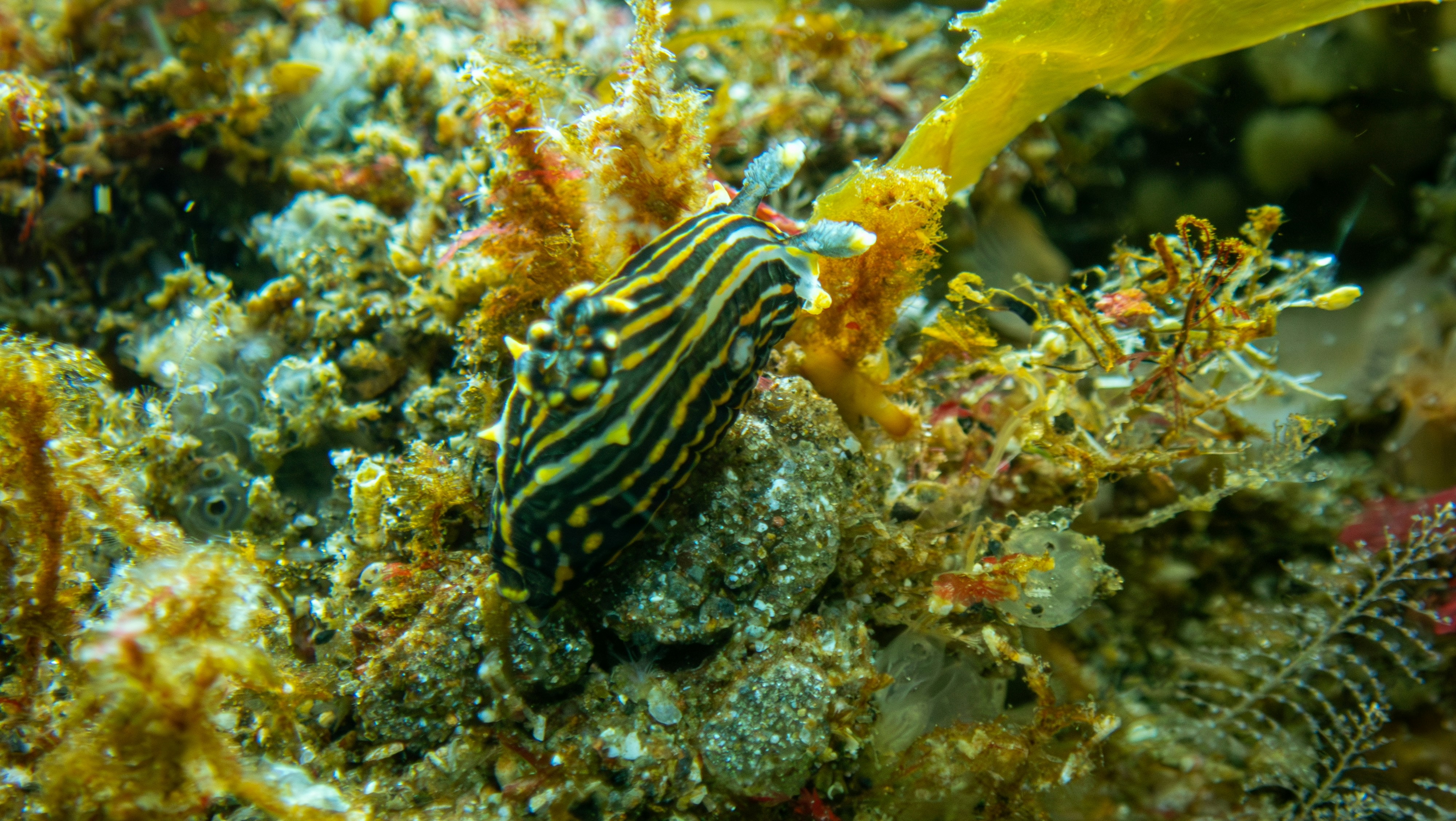 A sea slug is crawling on the ocean floor. photo – Free Underwater ...
