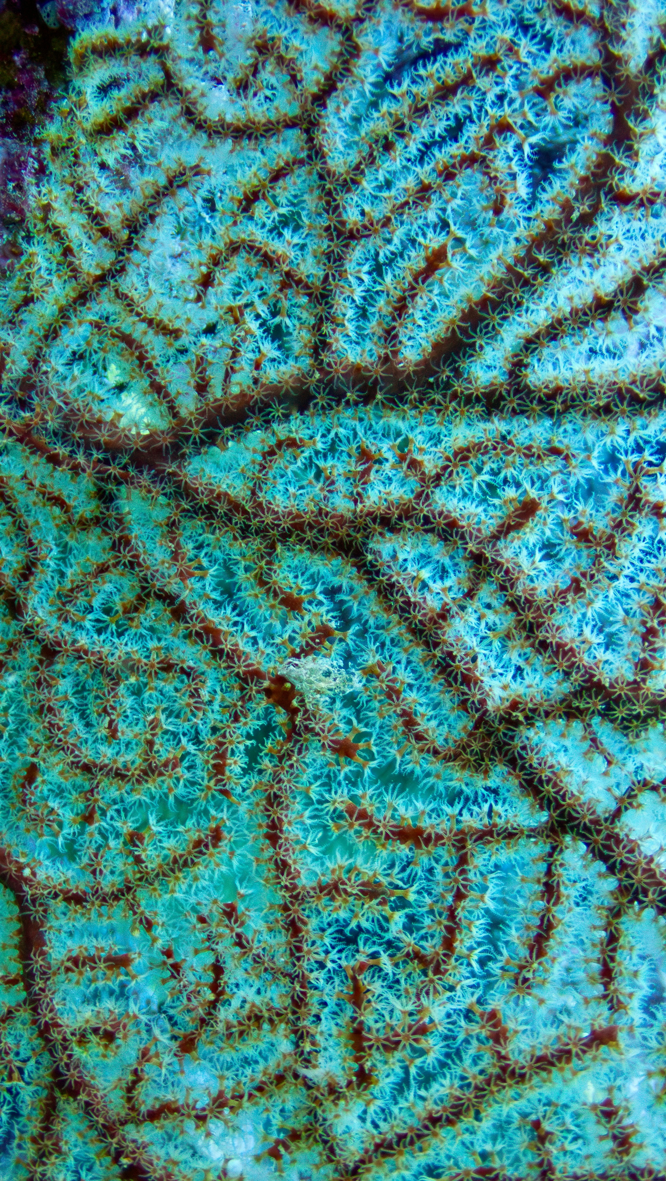 Blue-green Coral Maze: Fractal Patterns in Reef Architecture