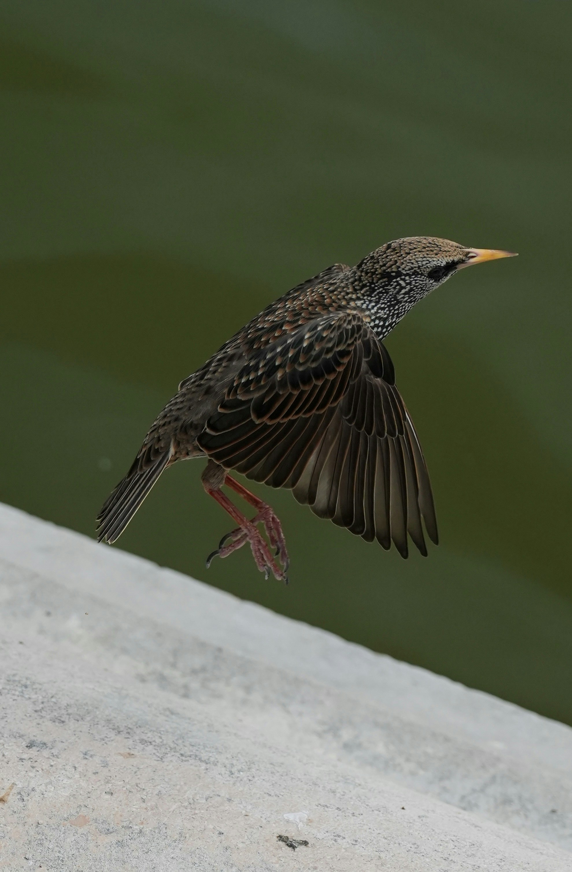 Edgeward Takeoff: Speckled Starling in Mid-Lift from a Sun-Warmed Rock