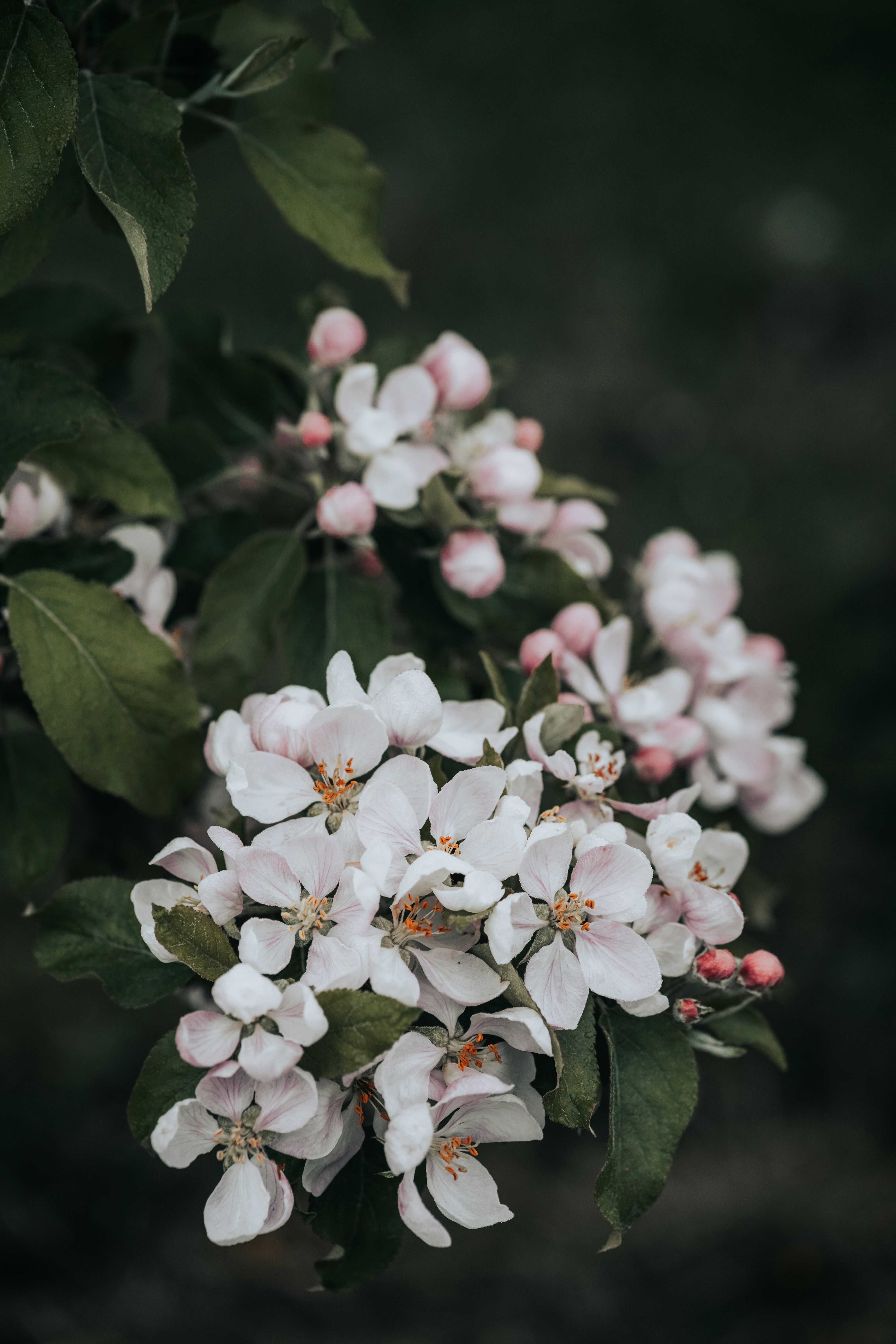 Apple tree blossoms bloom beautifully in spring. photo – Free Flowers ...
