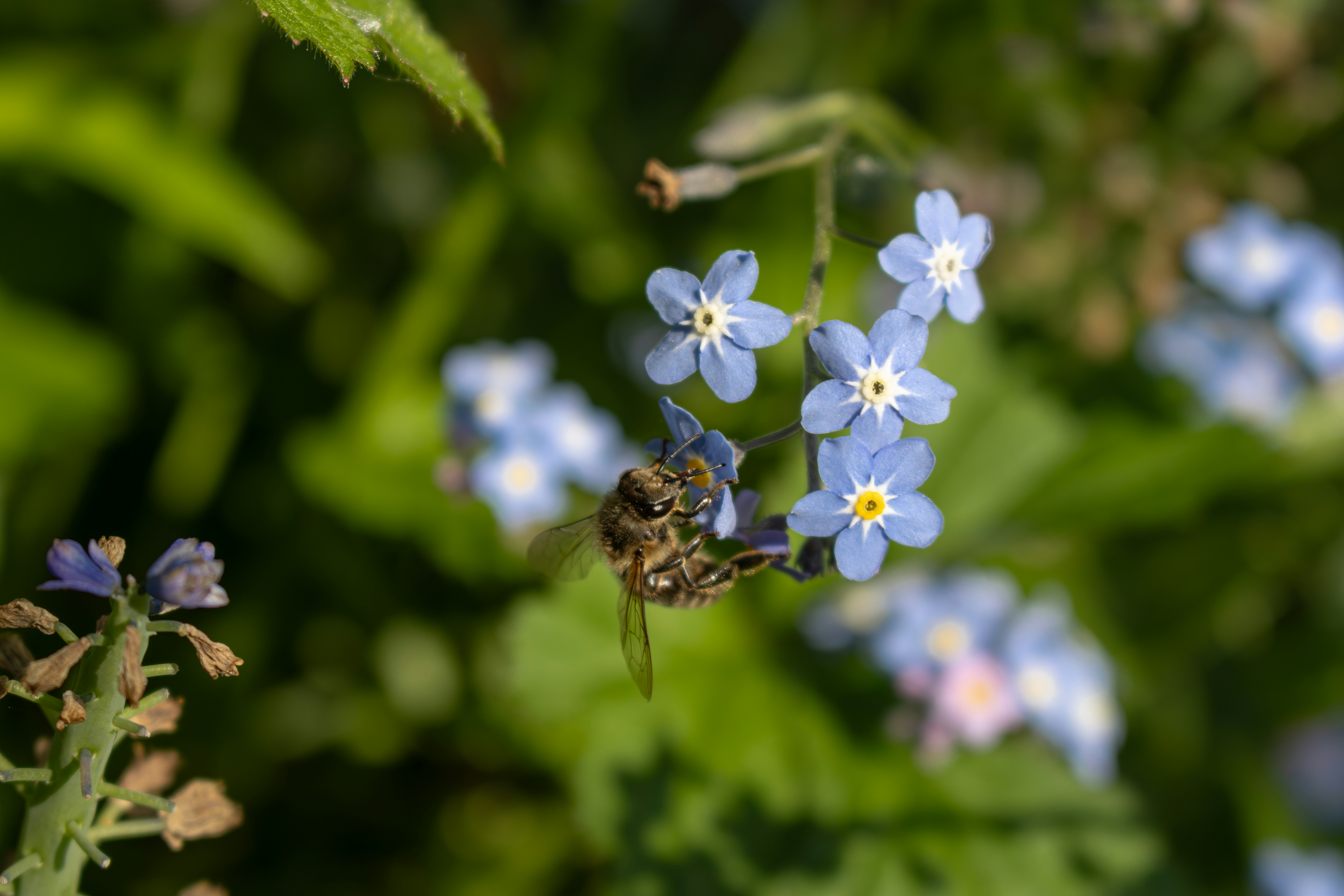 A western honey bee collecting pollen and nectar from a forget-me-not (myosotis) Almost in focus too! Canon R7, EF-S 18-55