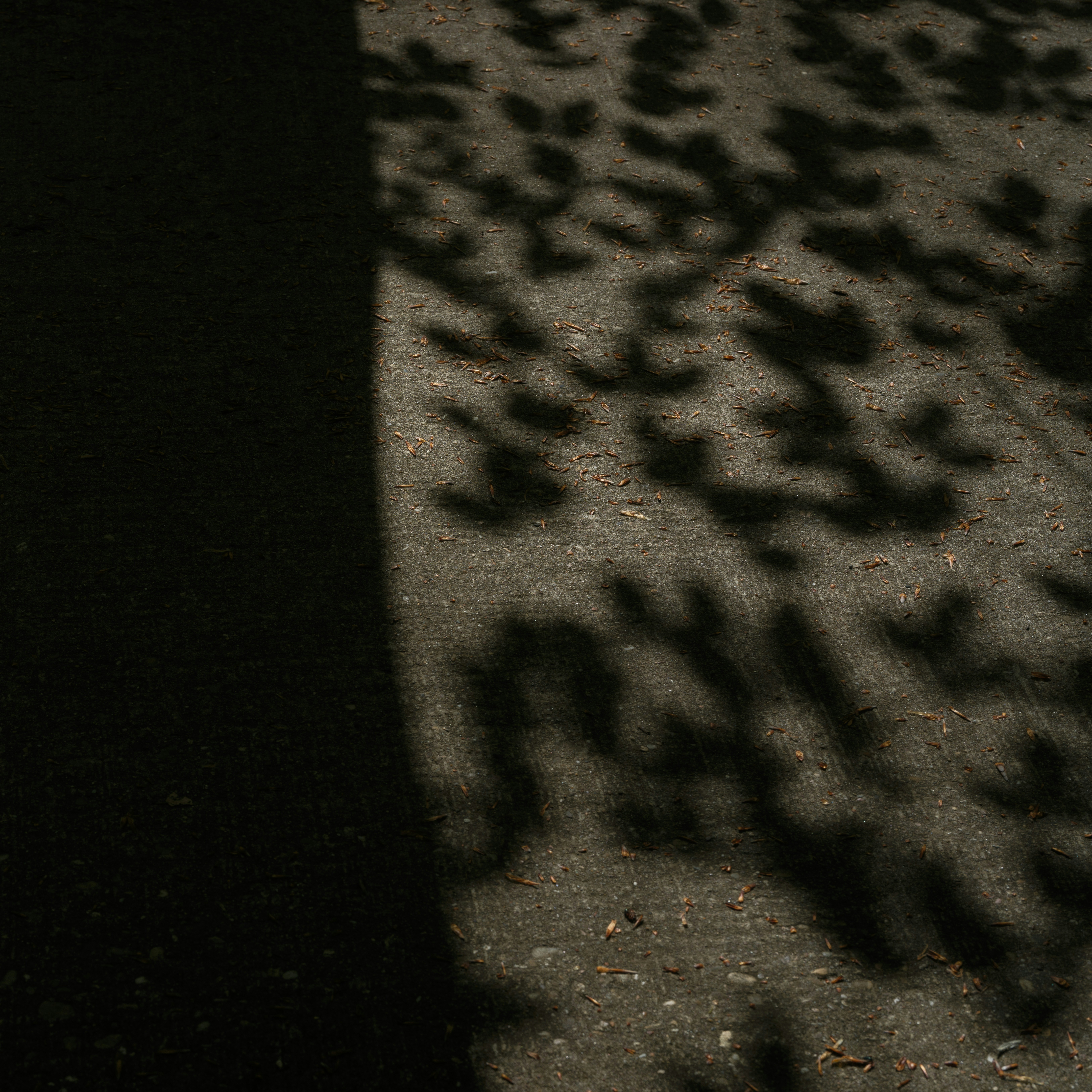 Shadows of leaves create a patterned design. photo – Free Abstract ...