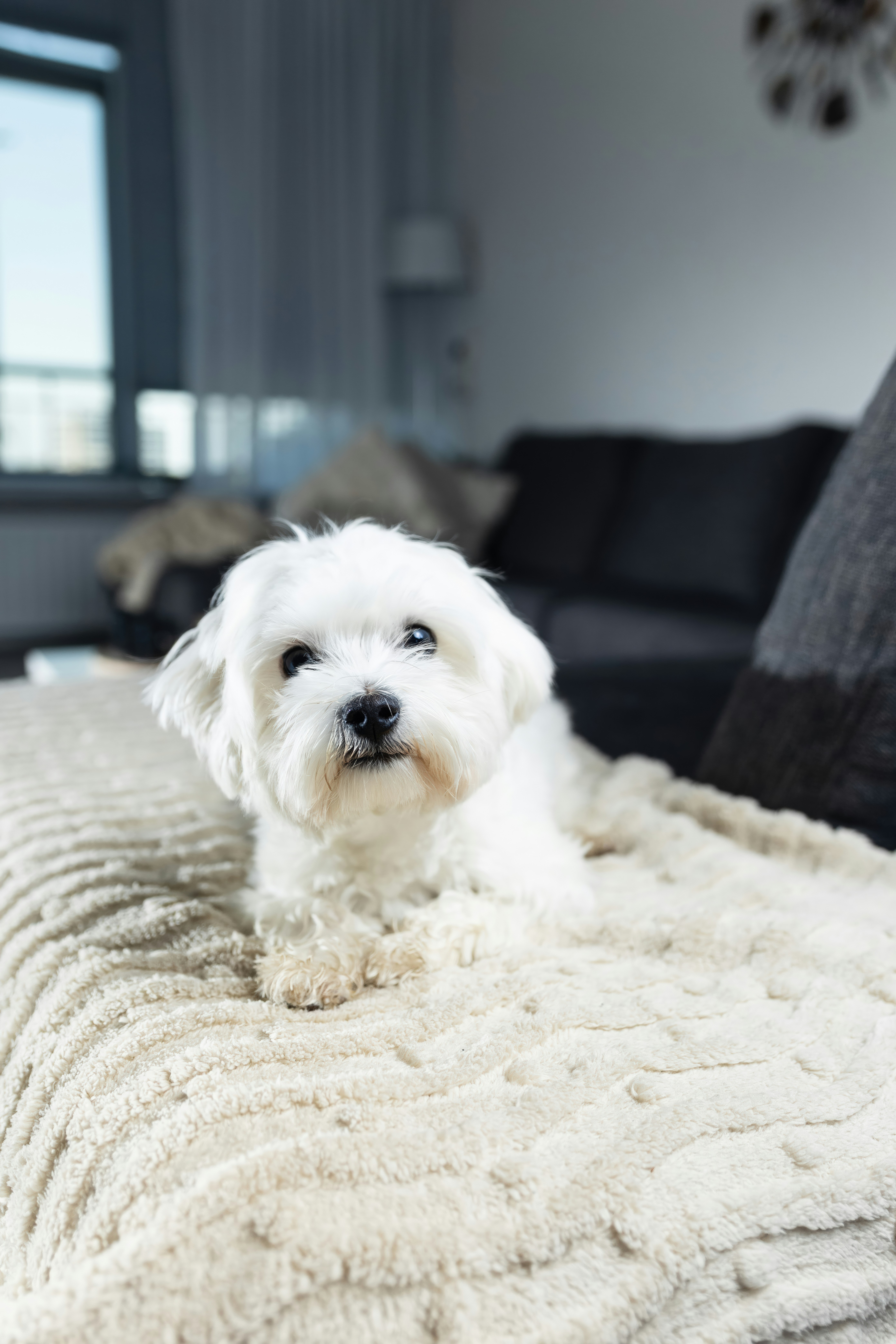 Cozy Portrait: White Pup Reposing on a Cream Blanket in a Modern Living Room