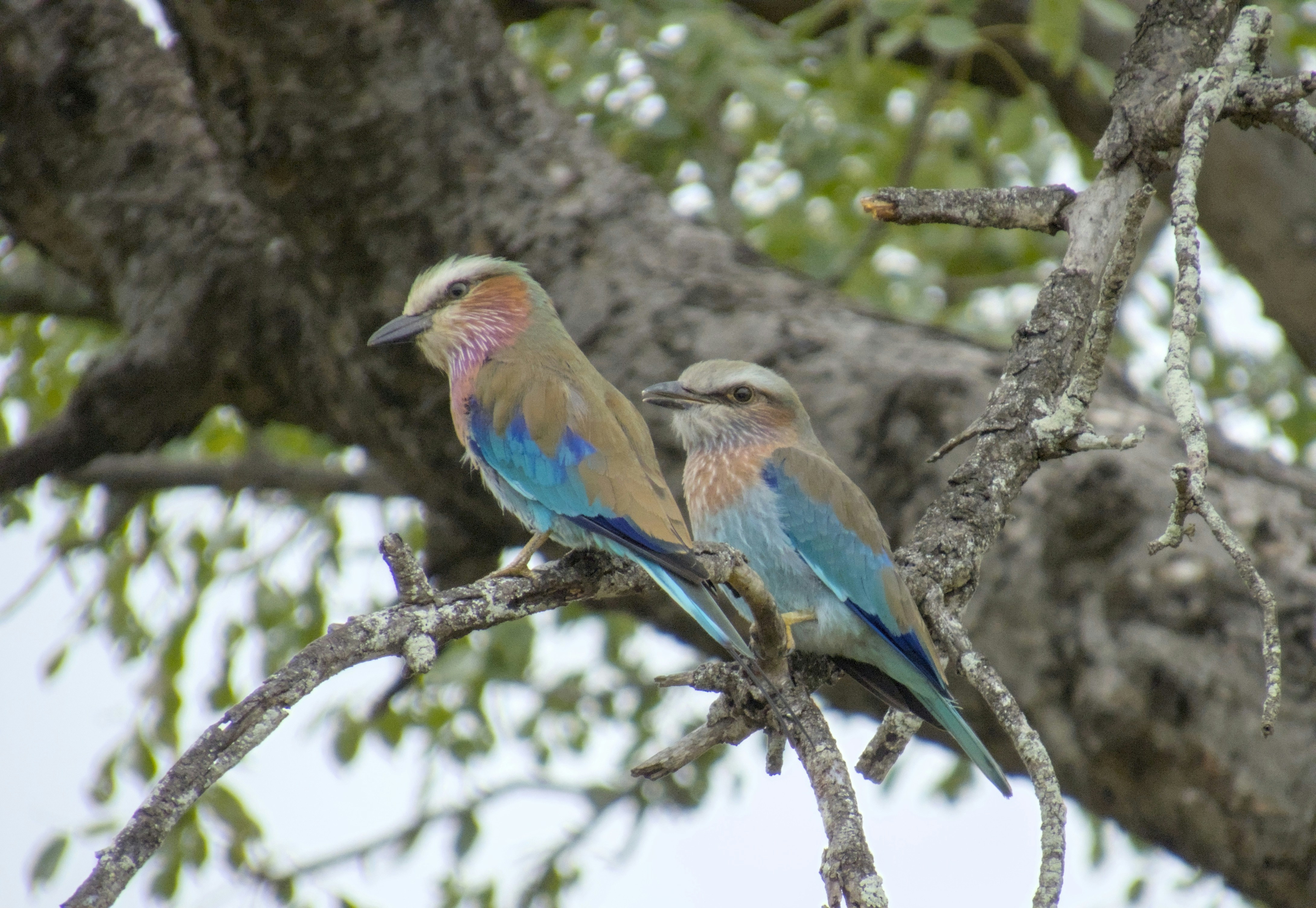 Pair of Lilac-Breasted Rollers perching on a weathered branch