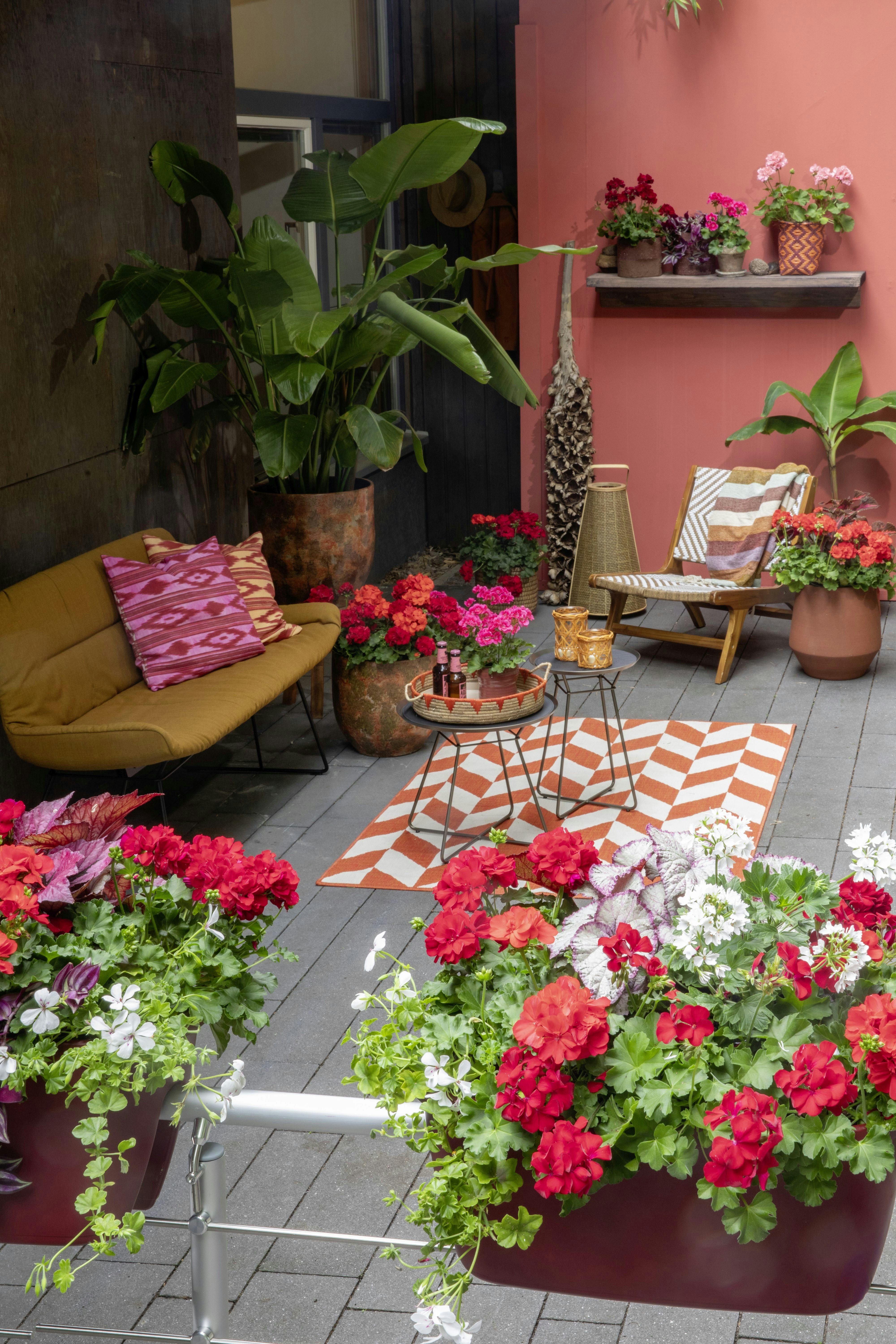 Beautiful balcony with geraniums and other plants. Pelargonium for Europe.