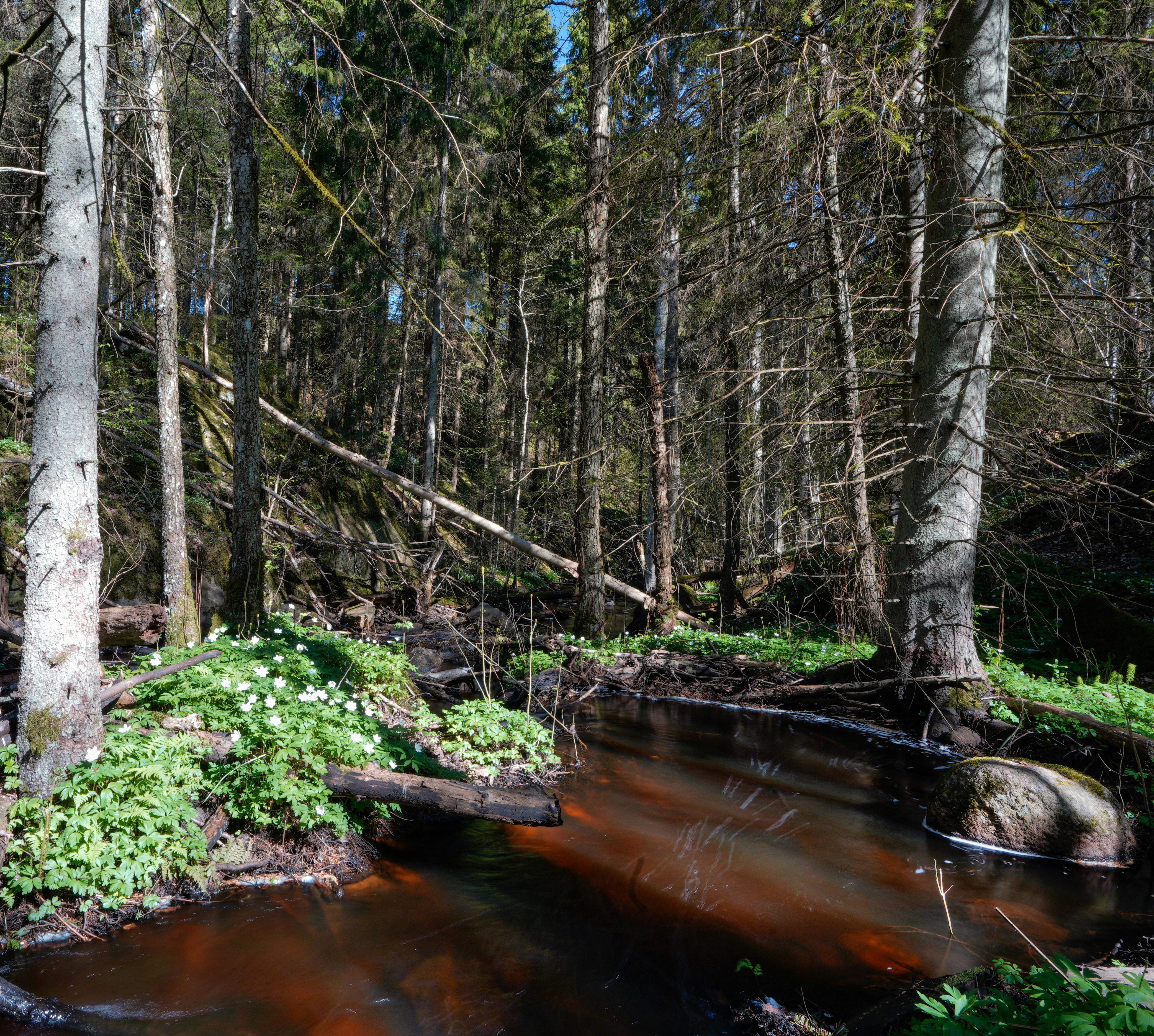 Crimson Brook Wends Through a Quiet Conifer Corridor