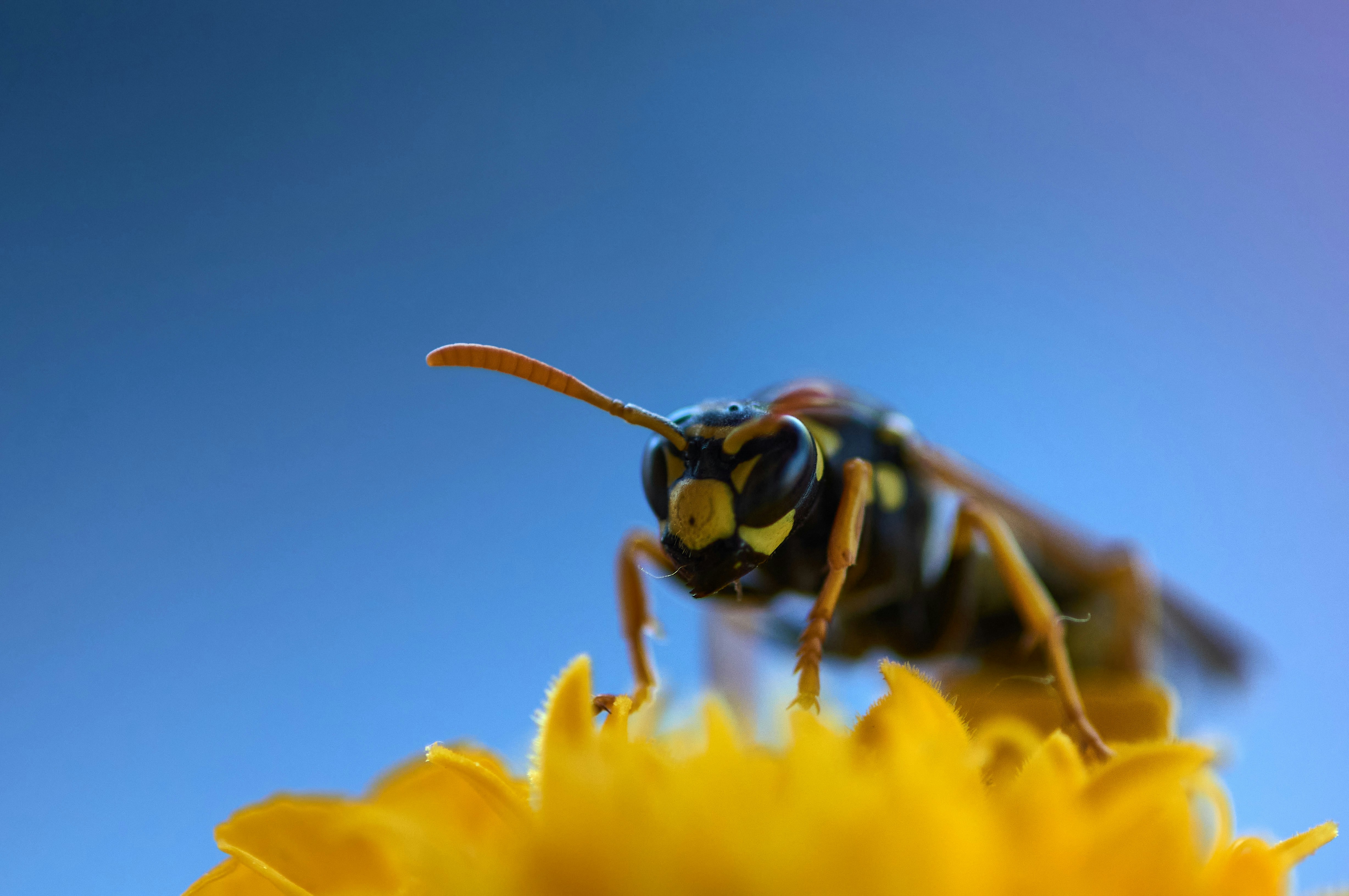 Hovering on Sunshine: A Wasp Commands a Golden Petal Against Blue