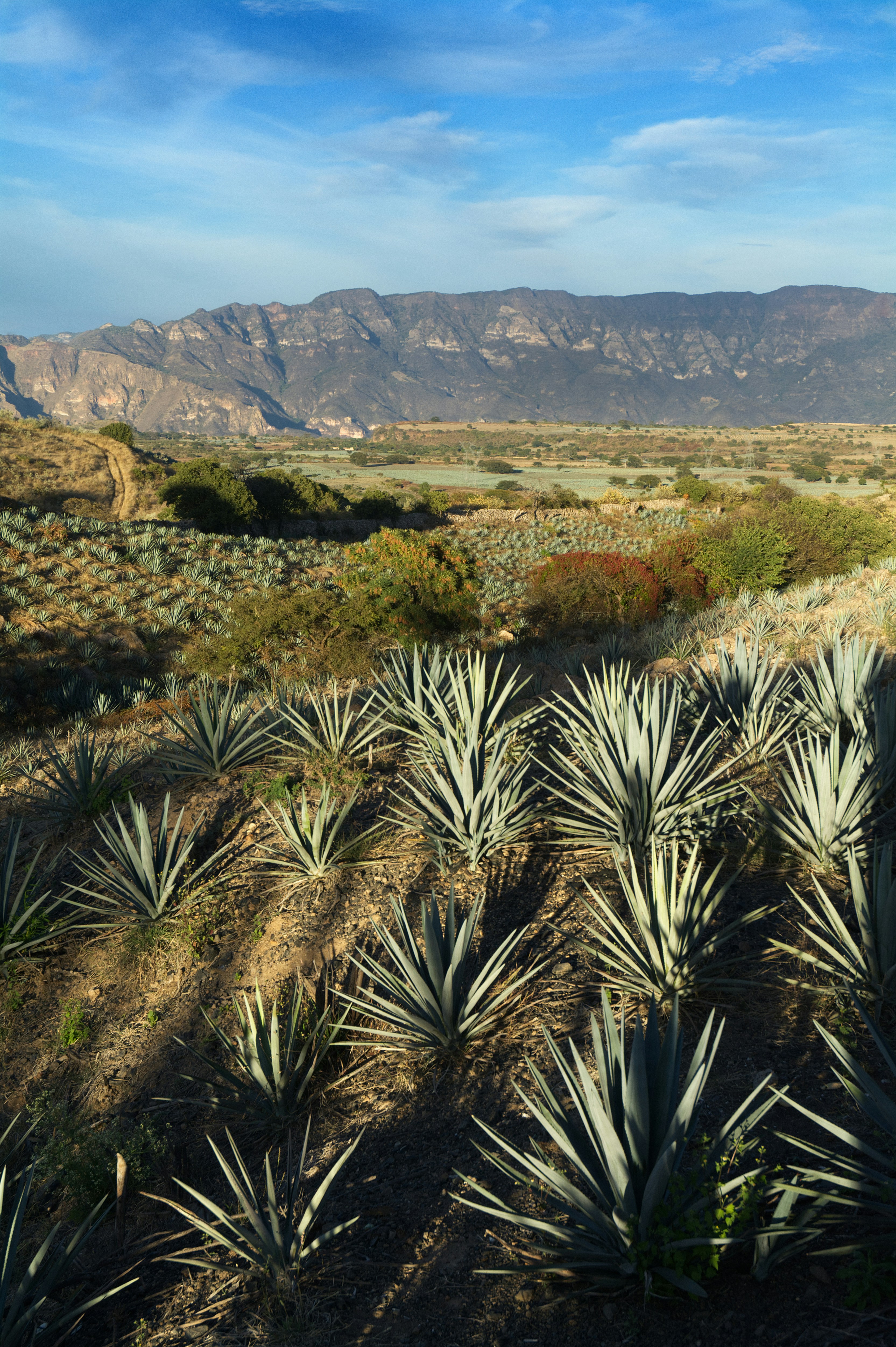 Landscape at Los Altos de Jalisco