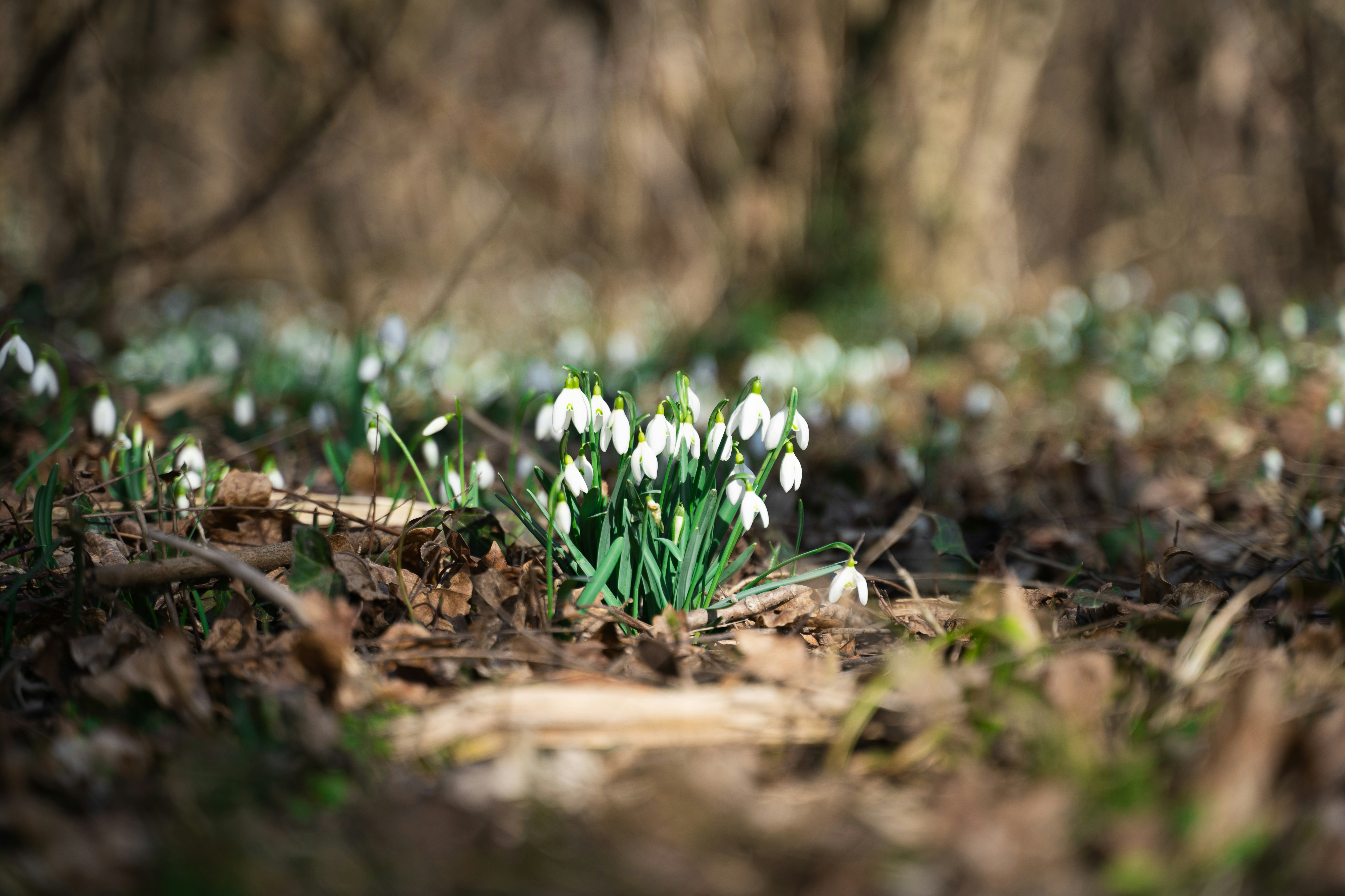 Snowdrops Rise from Leaf-Litter in a Soft Forest Glow