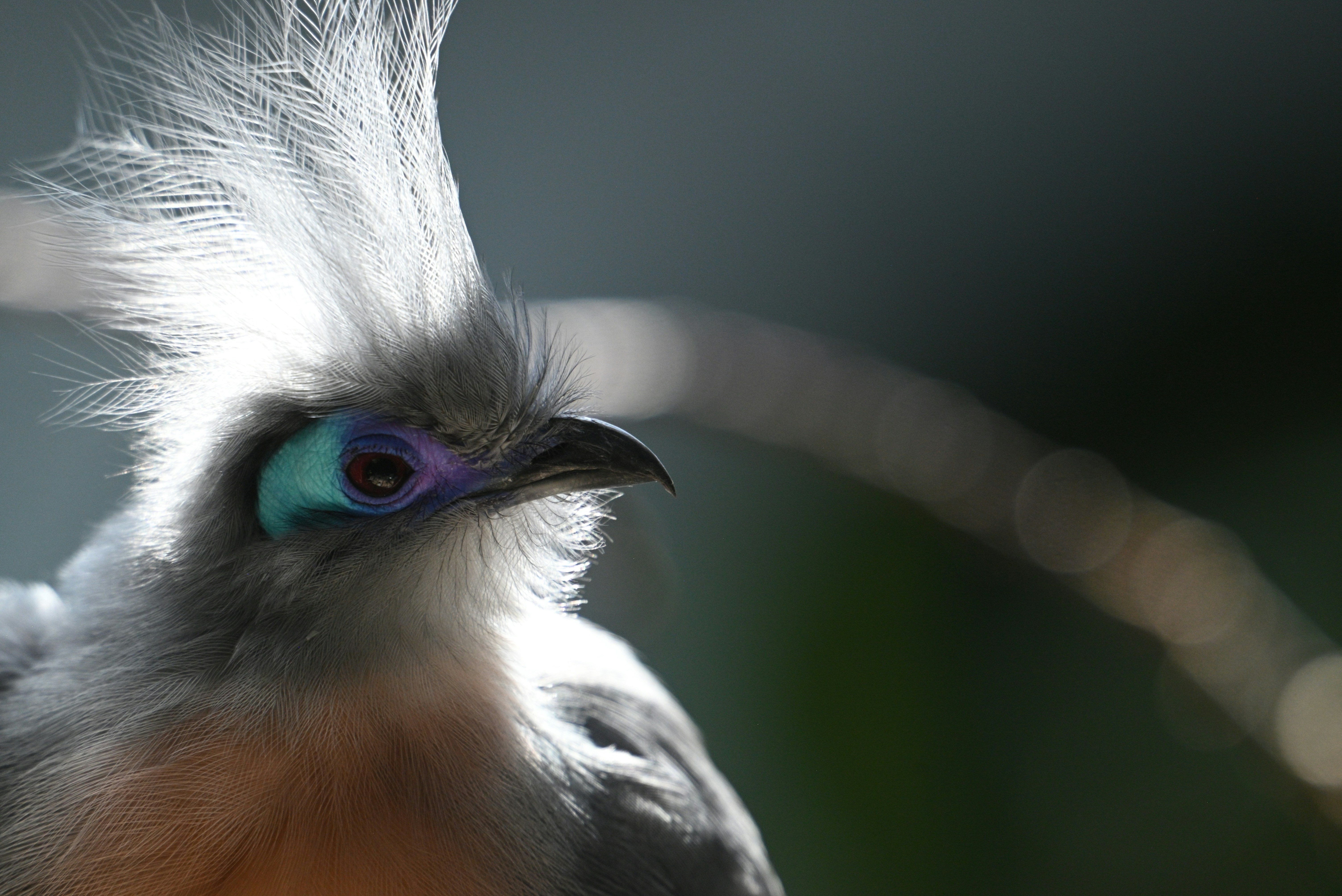 Whimsical Majesty: The Enigmatic Avian Portrait