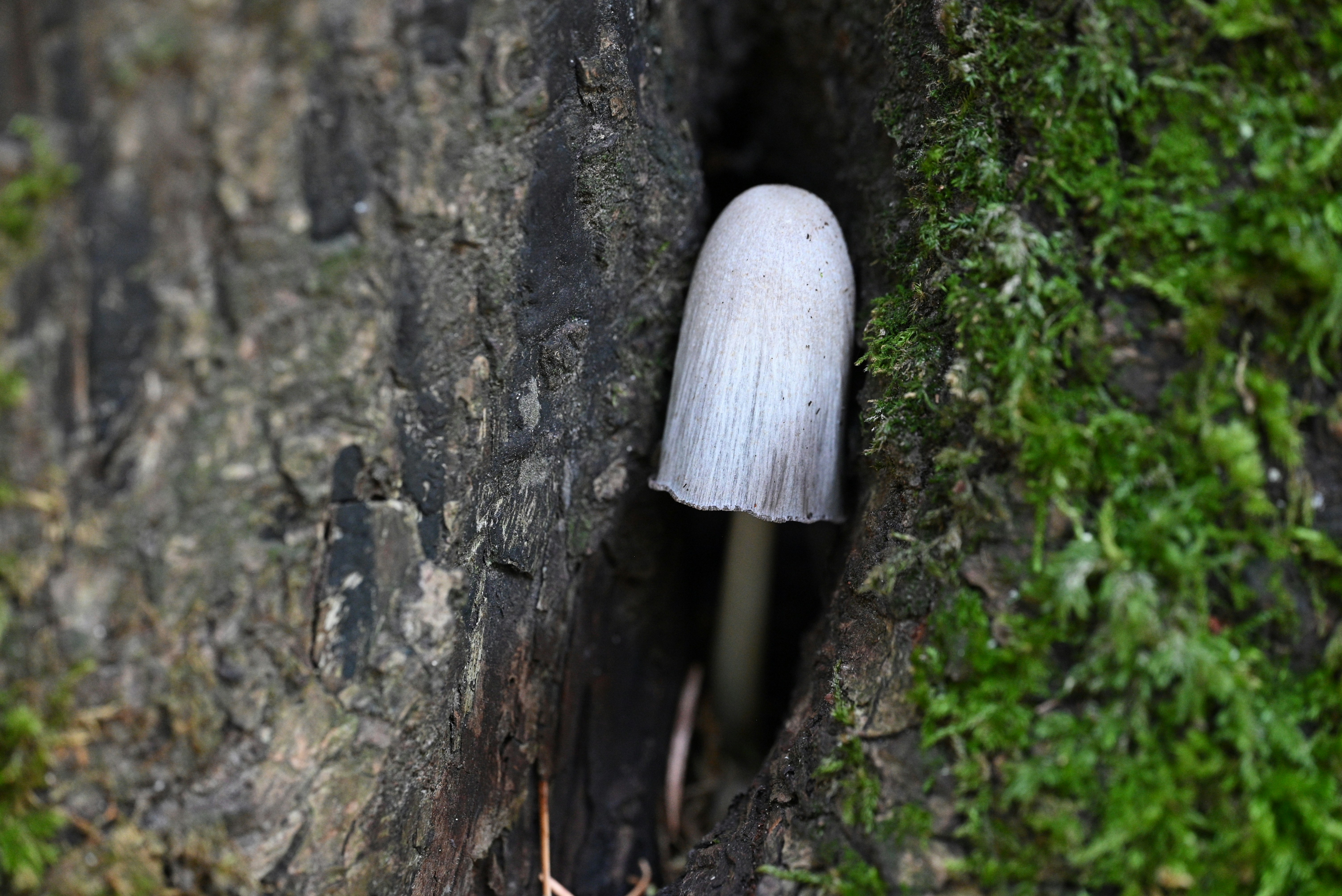Nature's Hidden Gem: The Solitary Mushroom