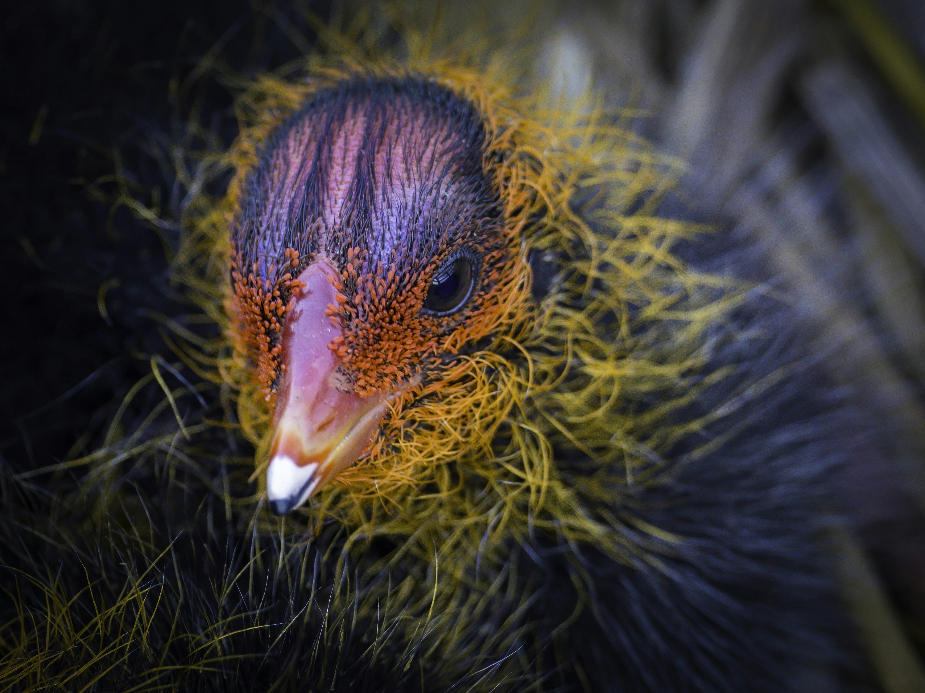 Flame-Crested Nestling: A Macro Portrait of a Baby Bird