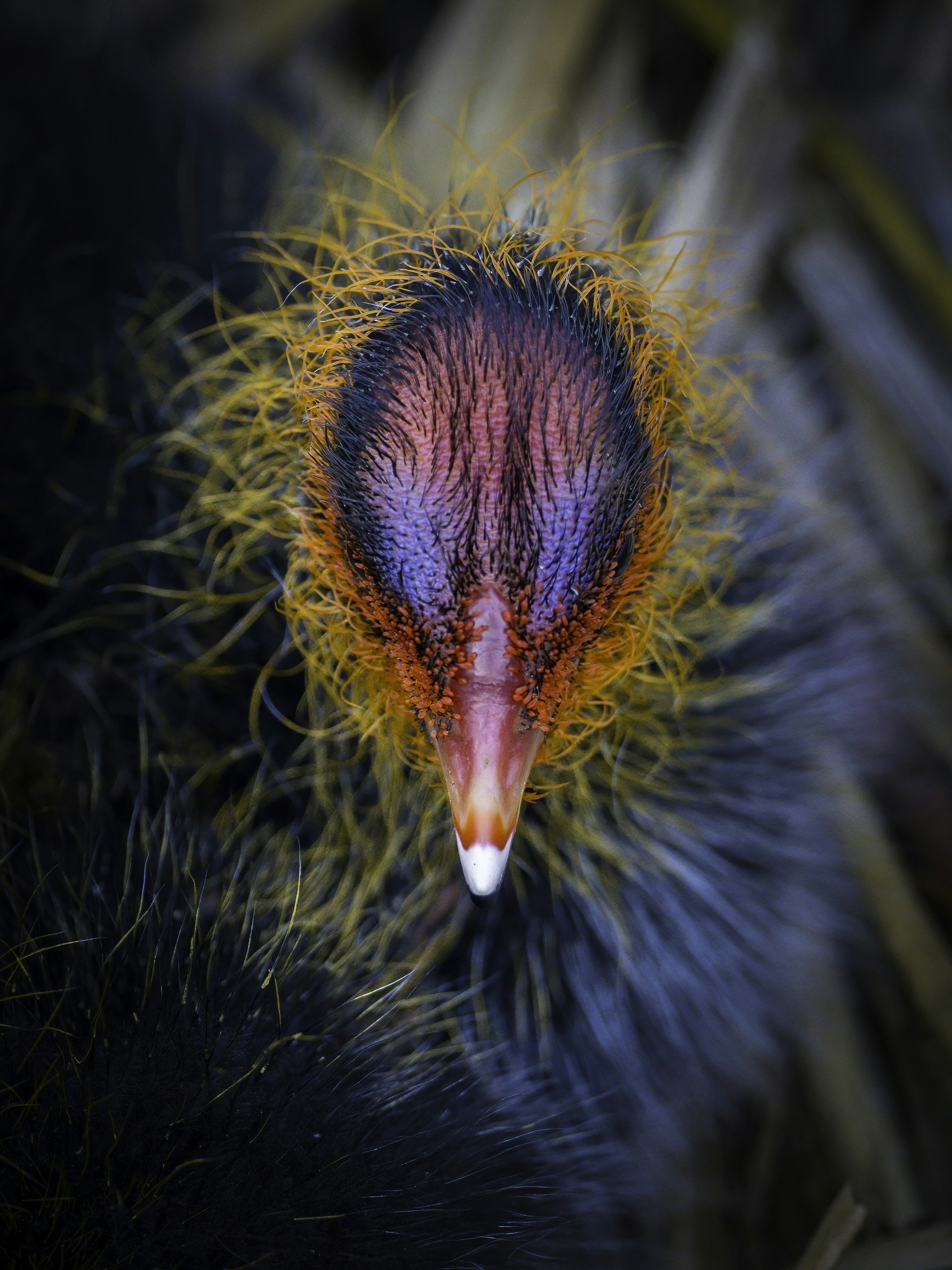 Ember Crest: A Macro Portrait of a Feathered Forehead