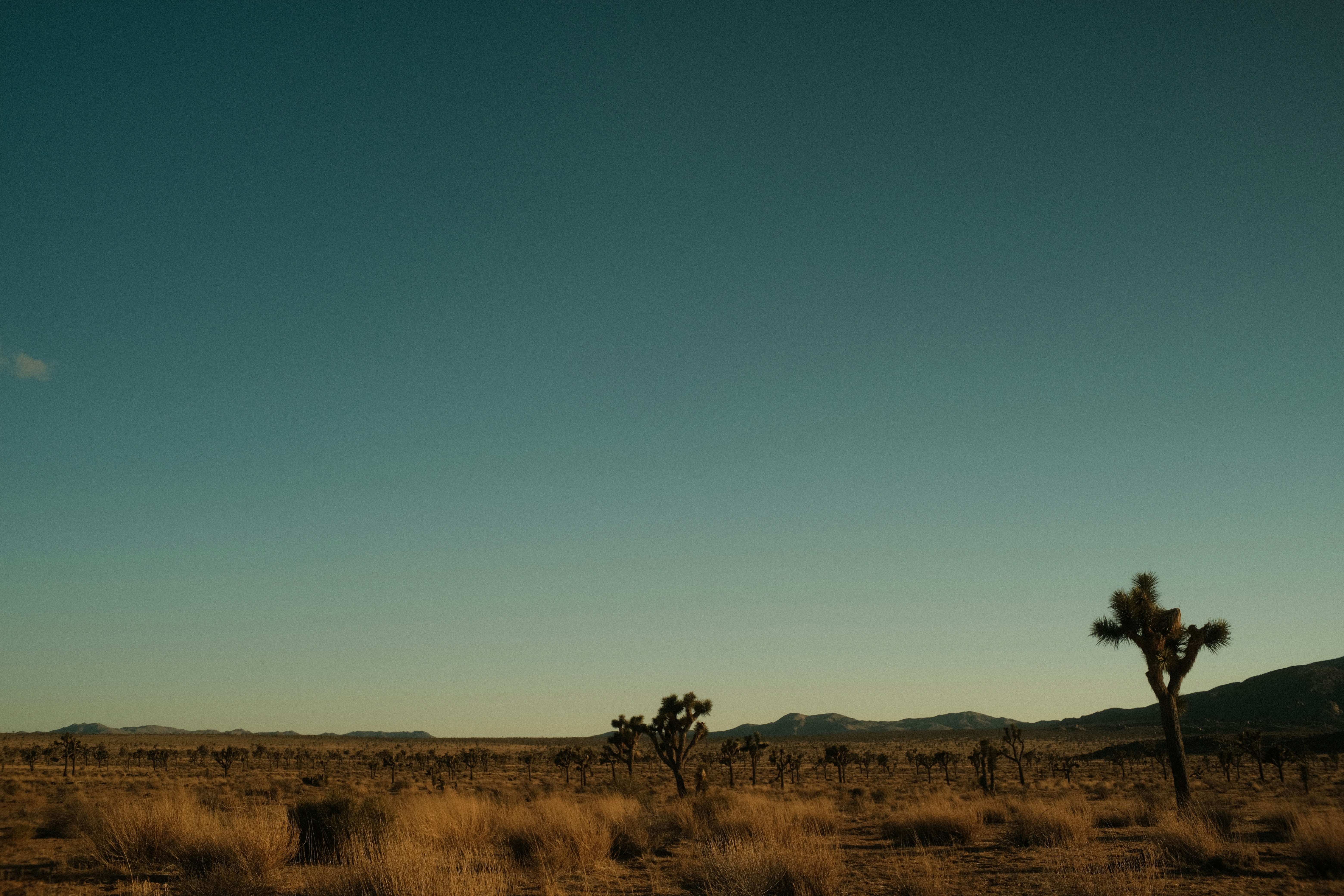 Desert landscape with joshua trees under a clear sky. photo – Free ...