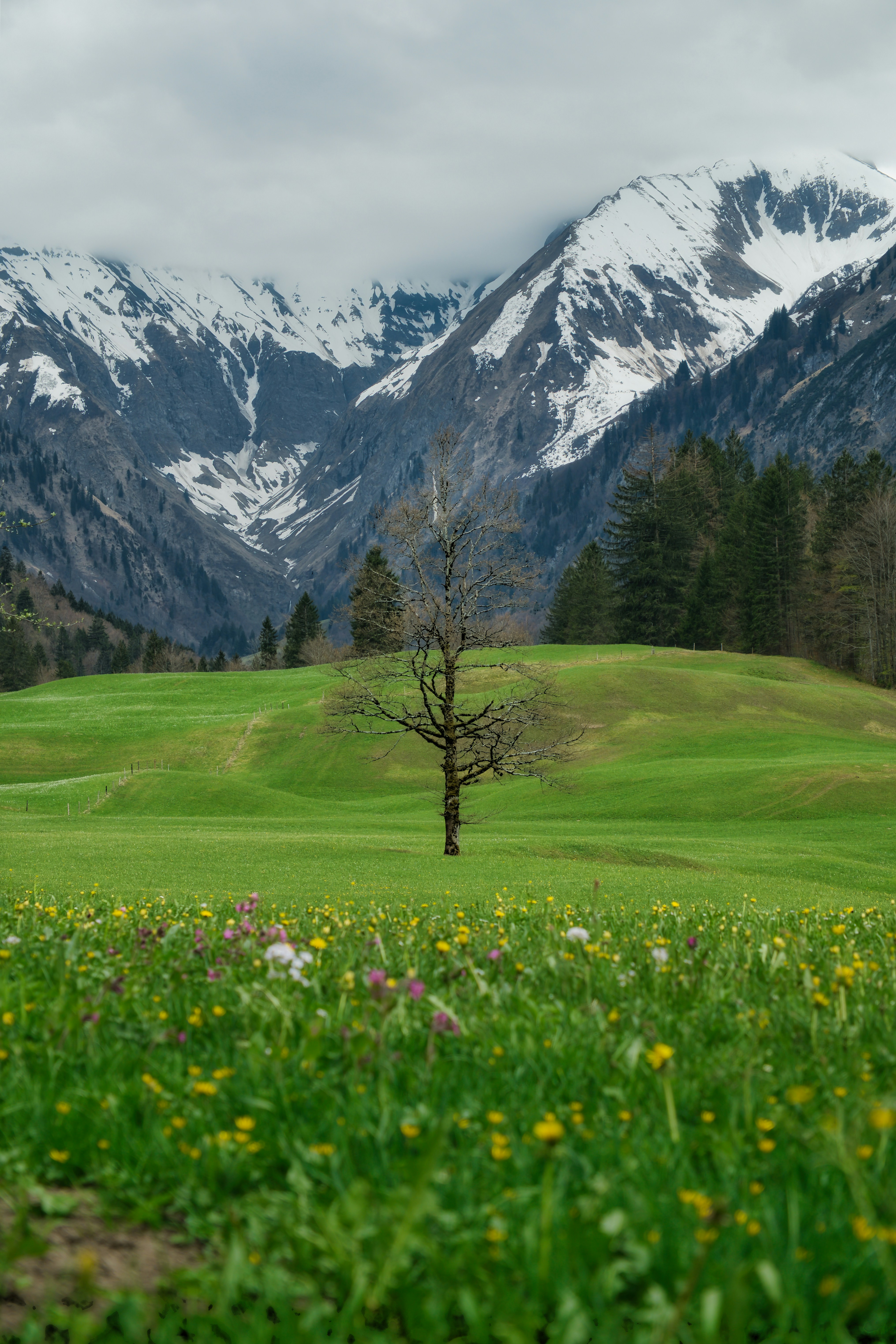 Lone Tree on a Verdant Moor Beneath Snowy Alpine Peaks