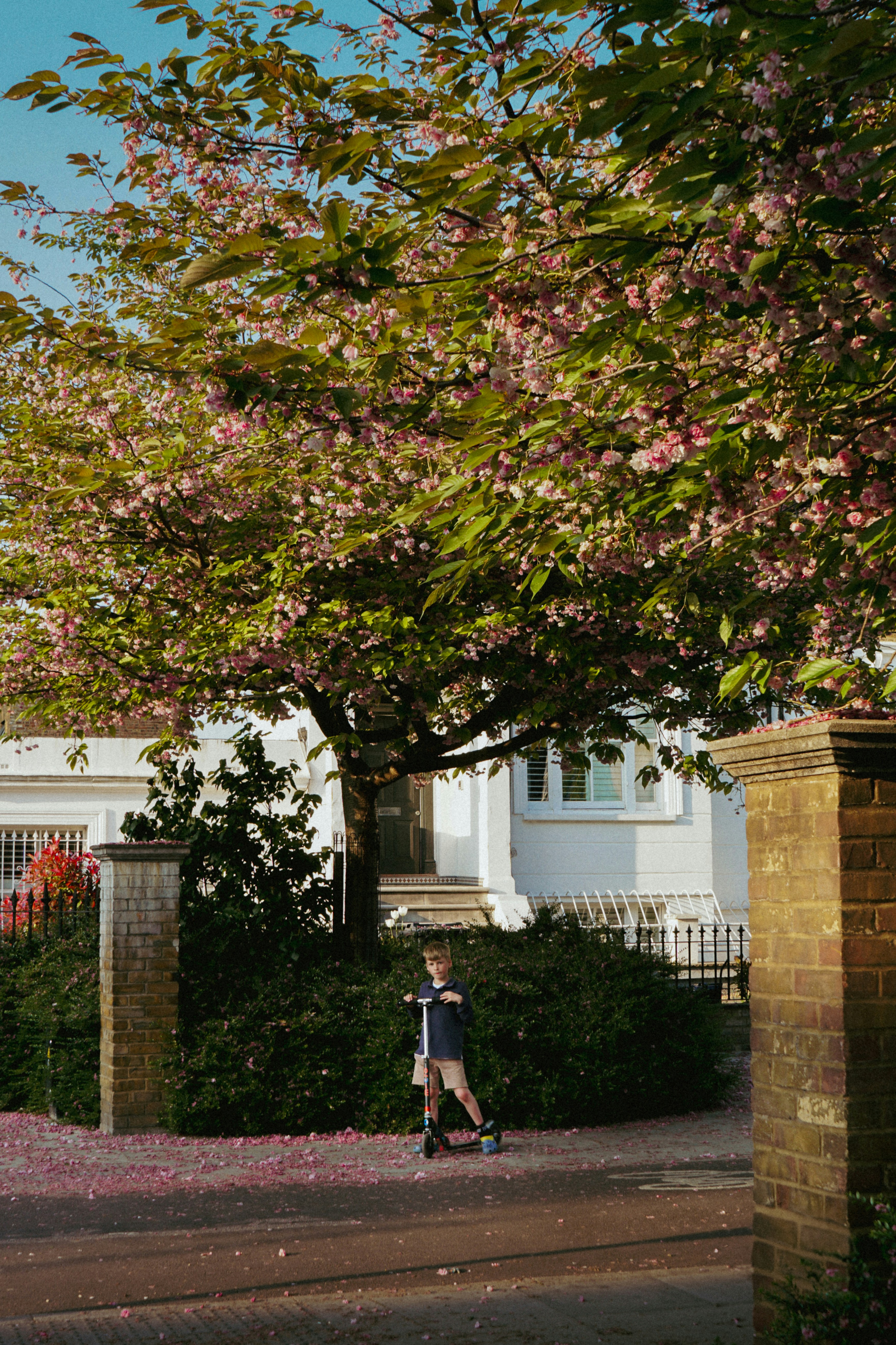 Pink blossoms over a quiet street: a child with a scooter beneath flowering branches
