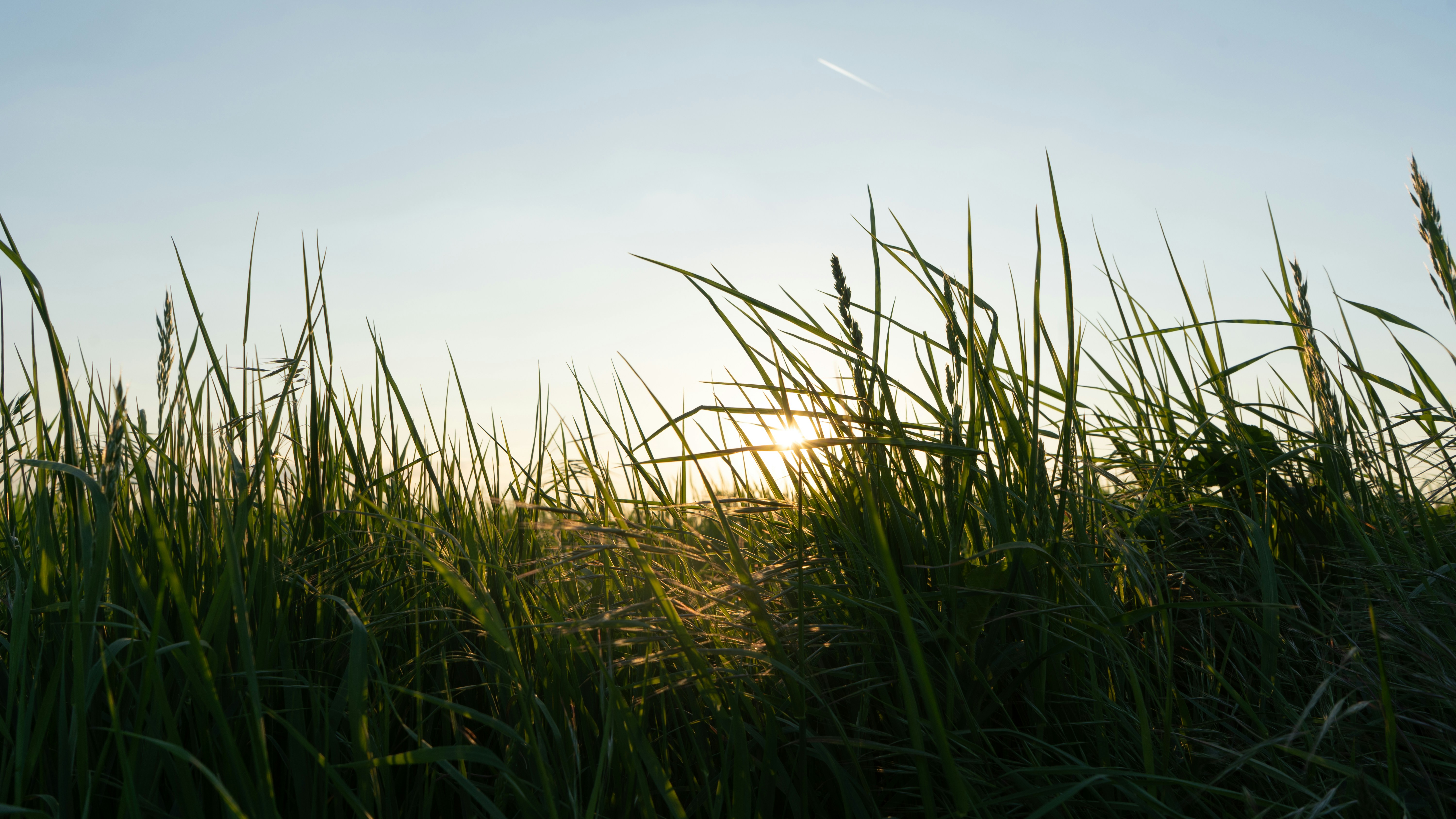 Sunset peeking through tall grass, creating a serene atmosphere filled with soft shadows and gentle hues.