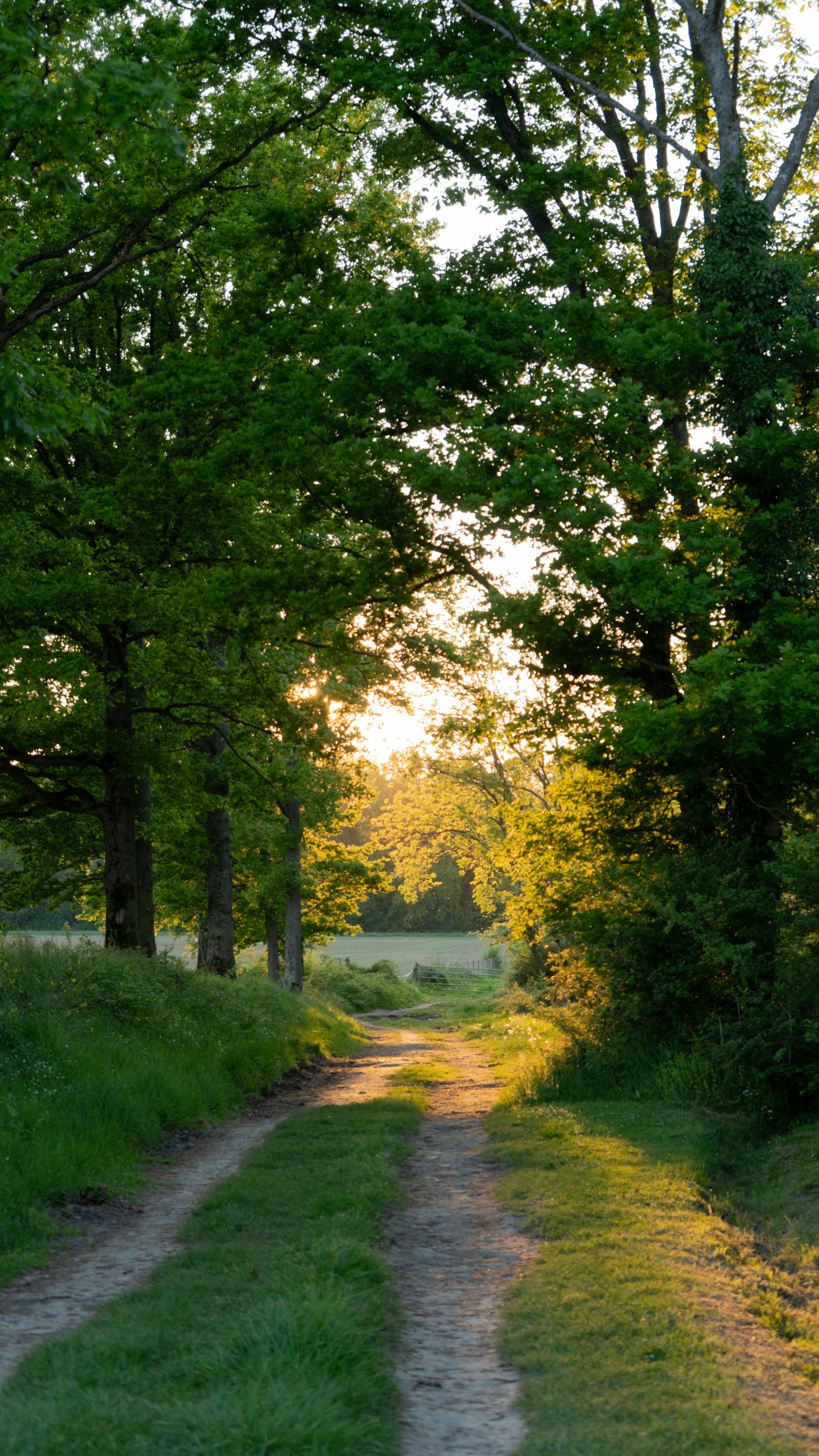 A sunlit path leads through a green forest. photo – Free Wallpaper ...