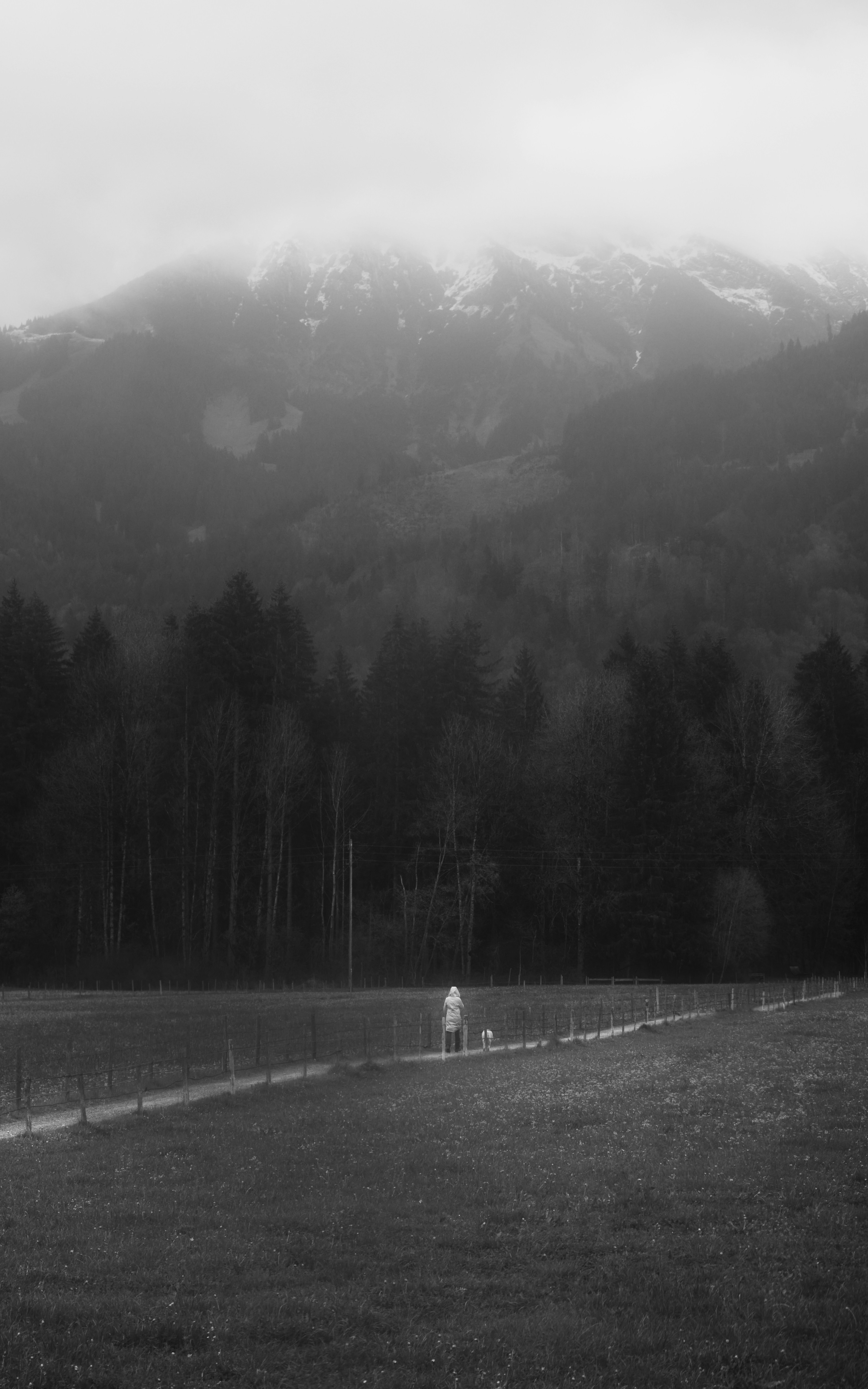 Silent Wanderer Amidst Nature's Embrace