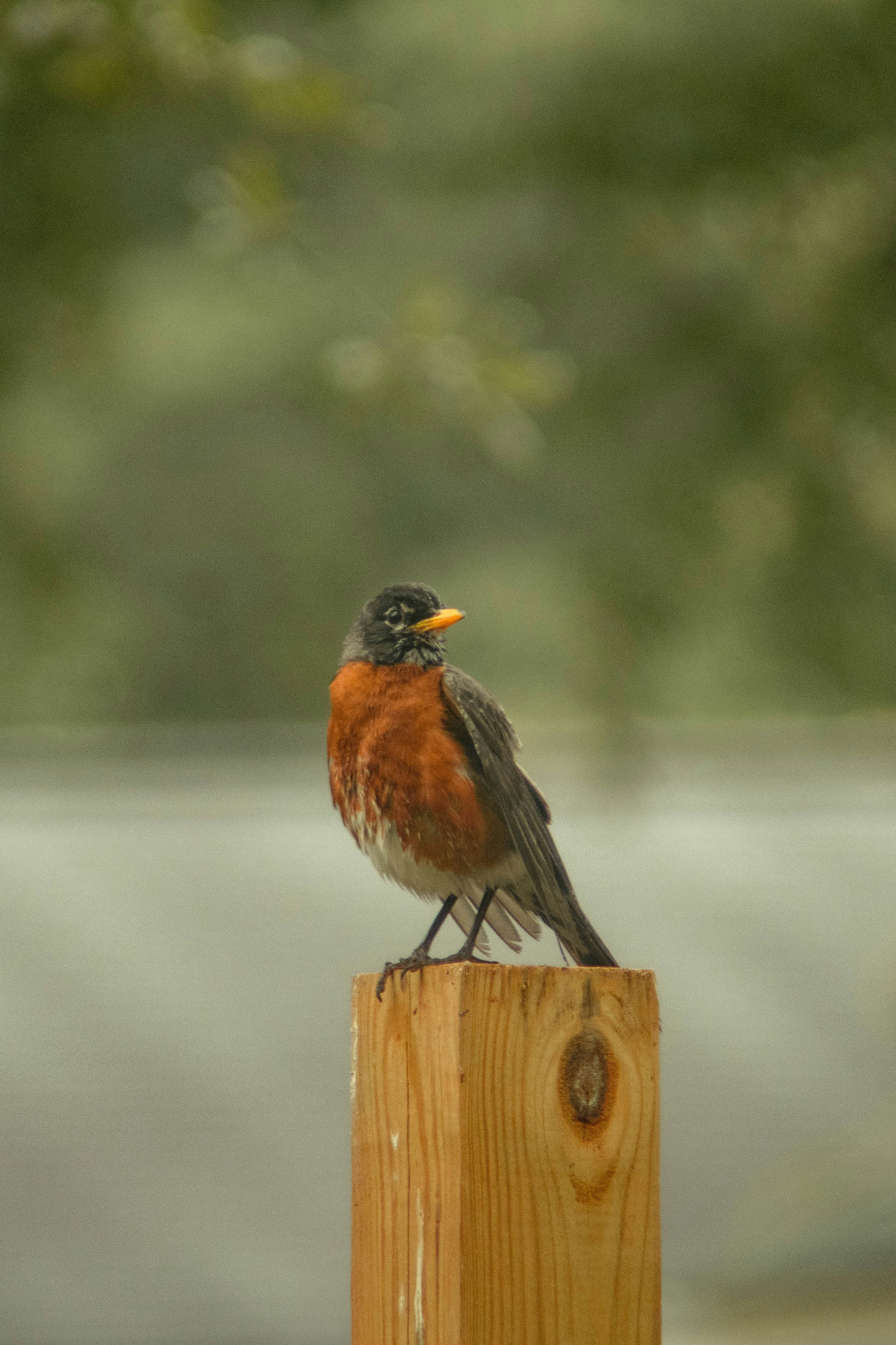 Robin Perched on a Wooden Post by a Quiet Lake