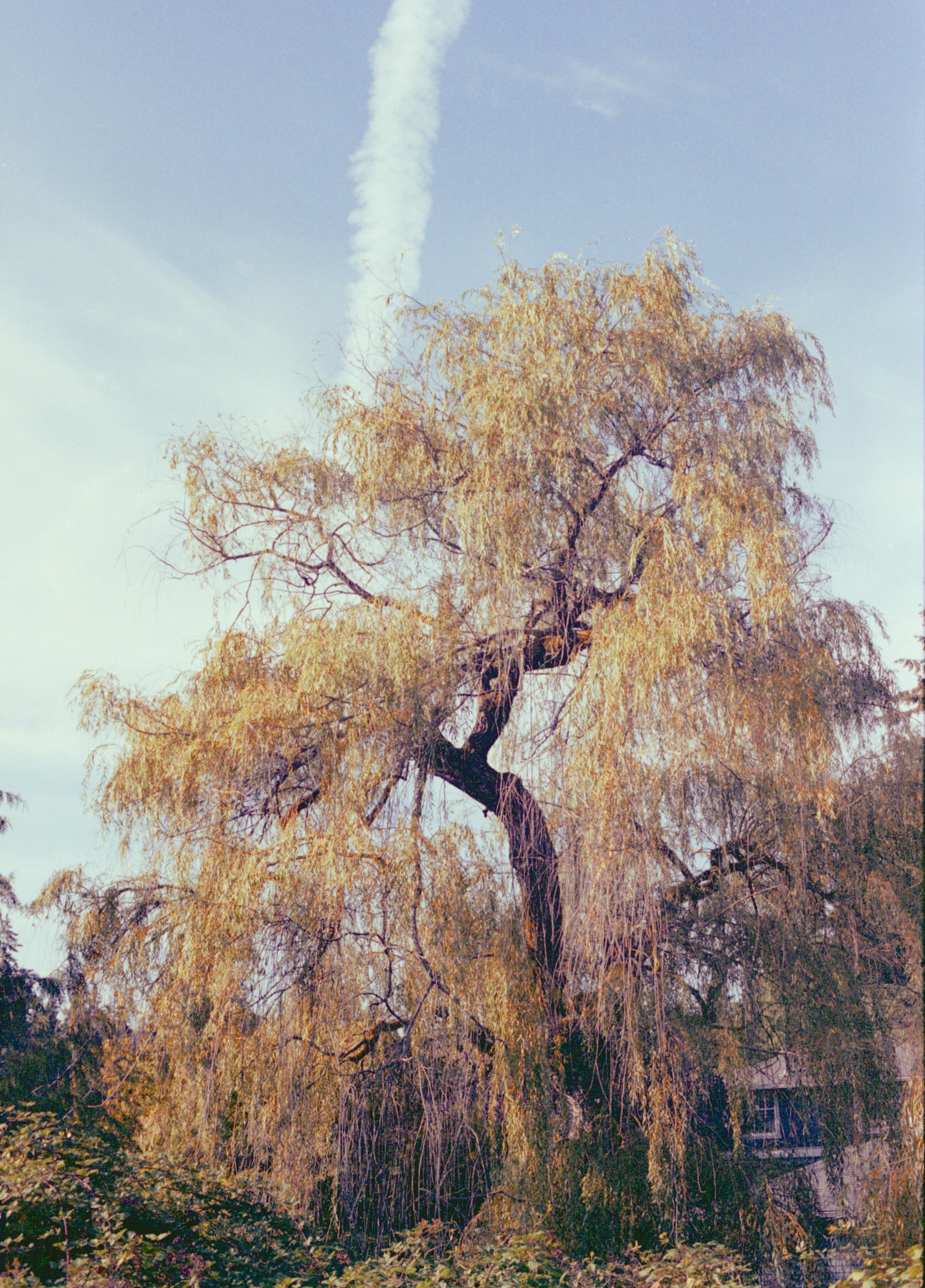 Photo by David Schultz with Epson Perfection V700