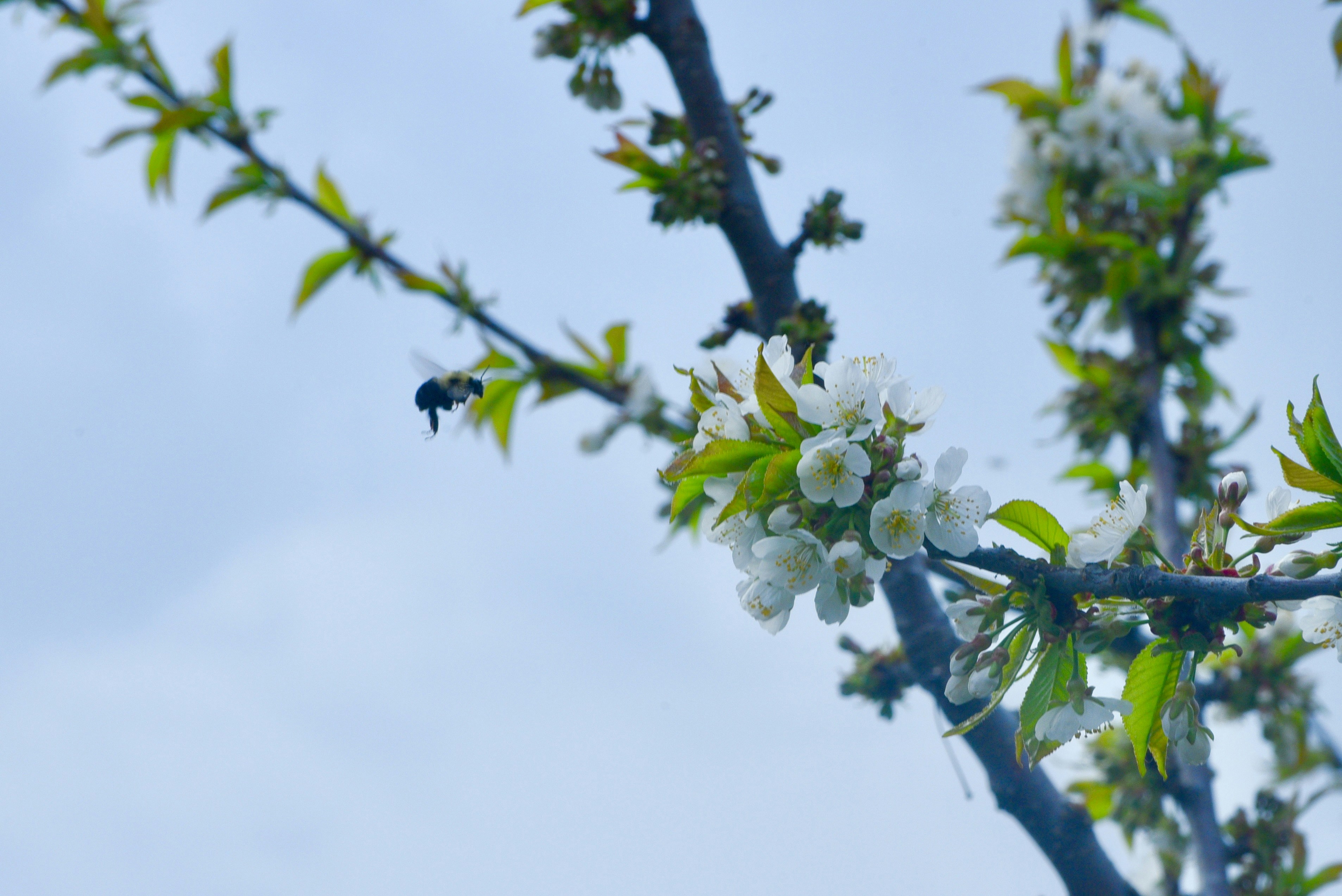 Blossoms at Dusk: A Bee Plays Among White Petals