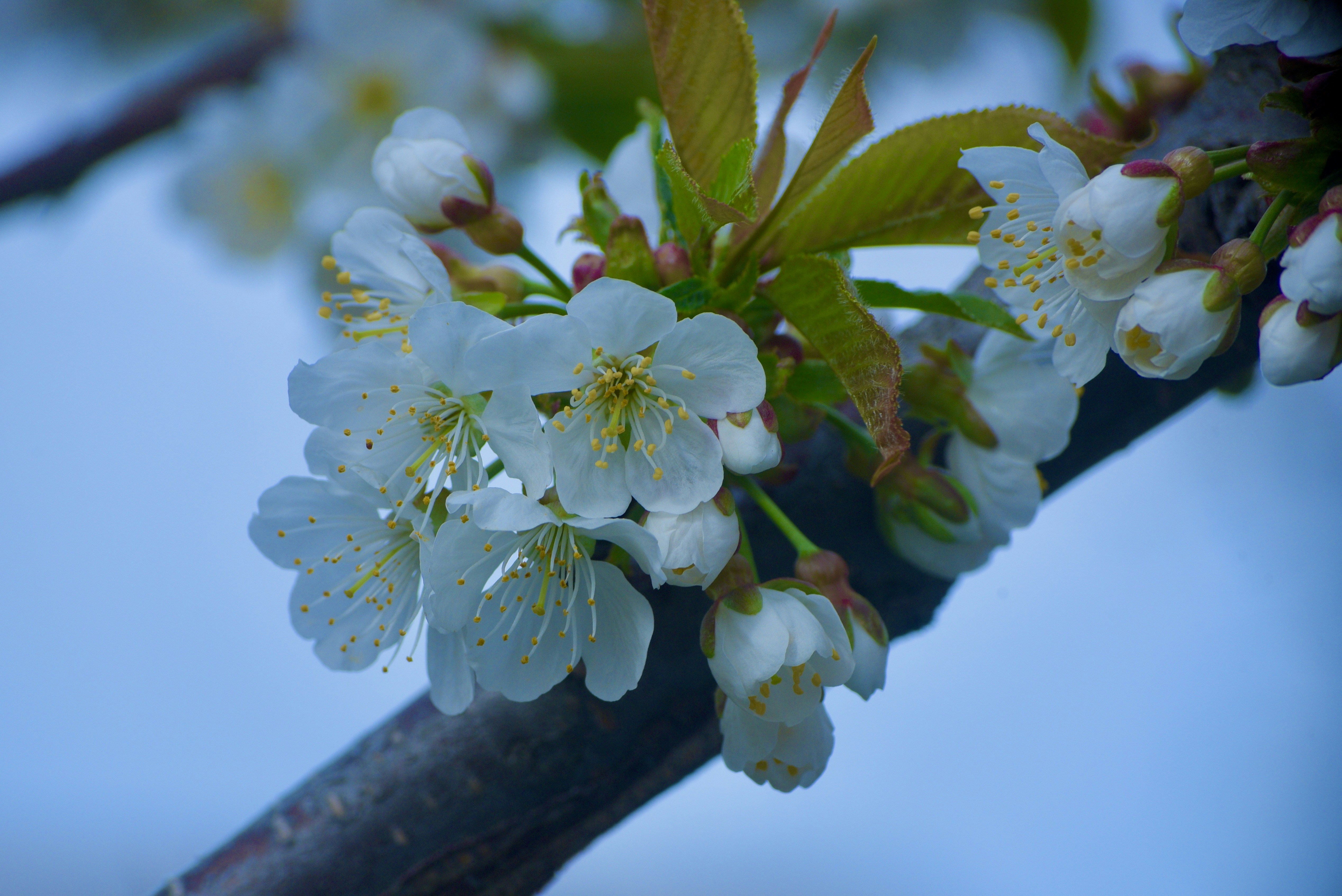 Cherry blossoms bloom in the spring season. photo – Free Flowers Image ...
